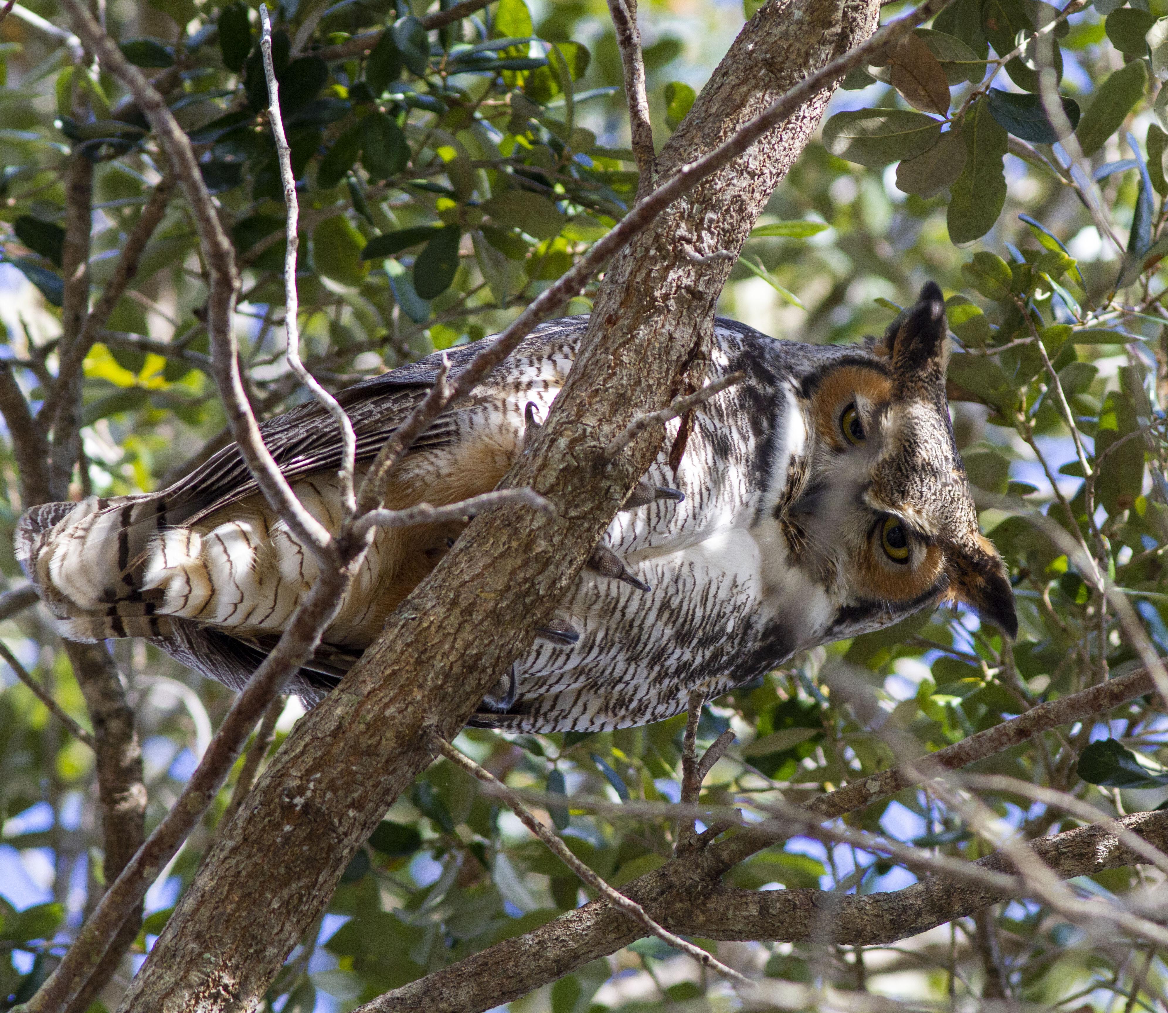 Great horned 12/24/20 | Scrolller