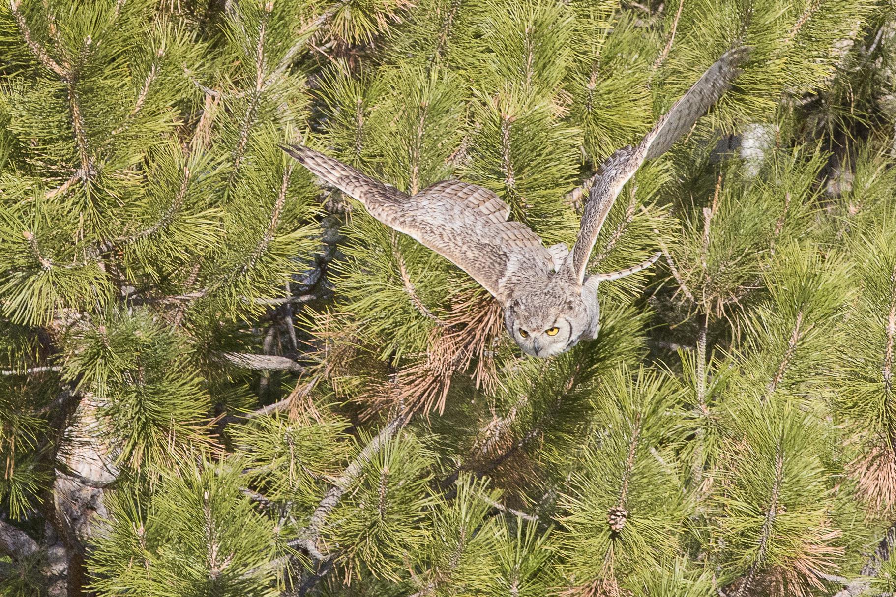Great Horned Owl in my Backyard. Denver, CO | Scrolller