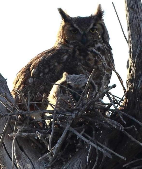 Great Horned Owl with her superb baby , Chester, Texas [OC] | Scrolller