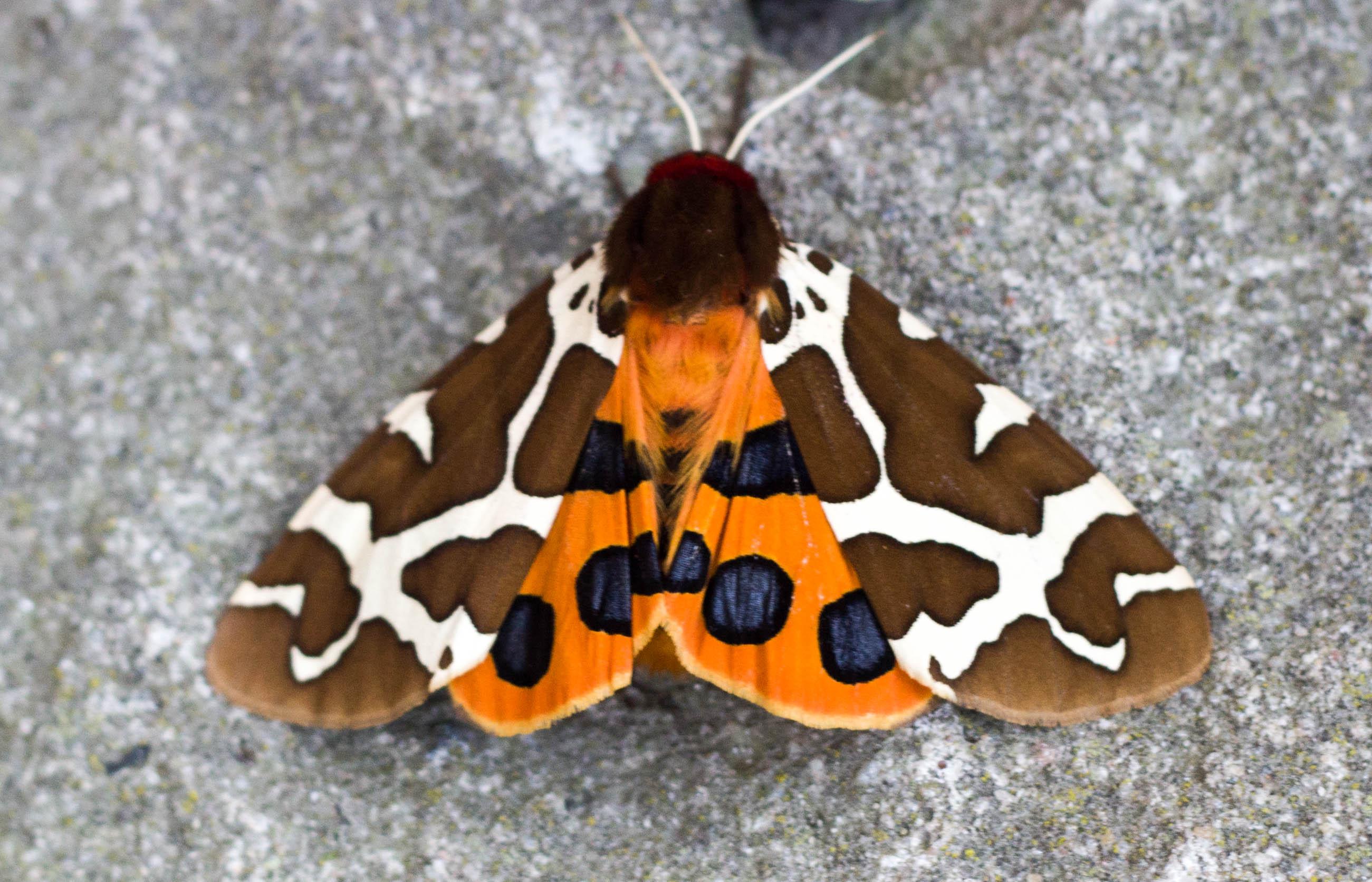 Great tiger moth, Poland. One of my favorite moths. | Scrolller