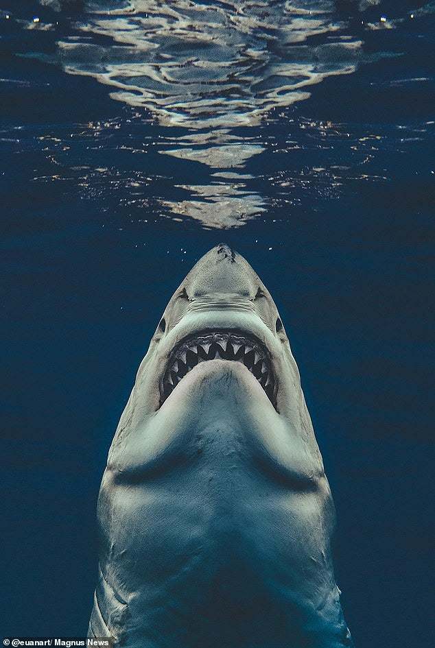Great white, Jaws style | Scrolller