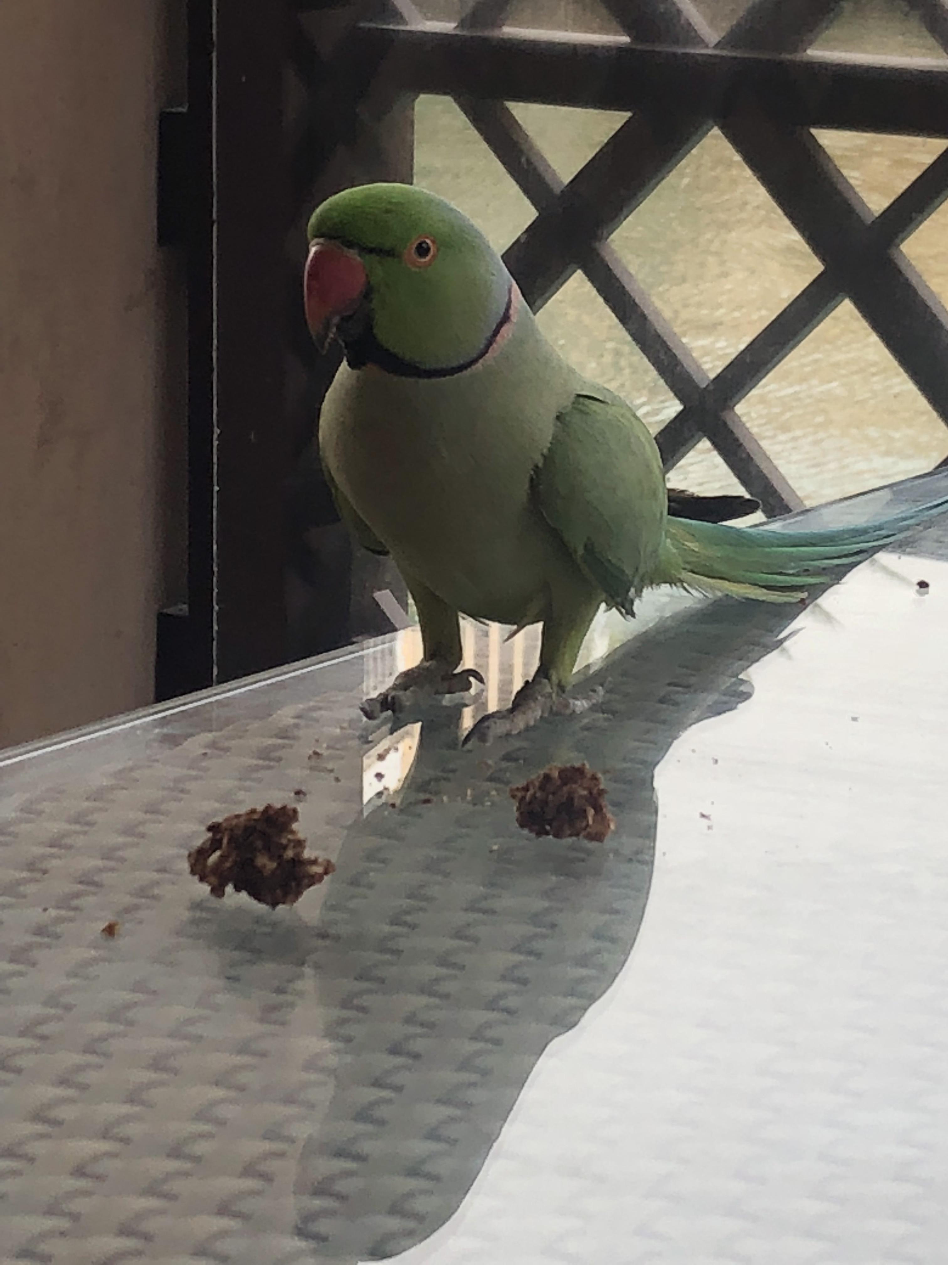 Green Birb | Scrolller