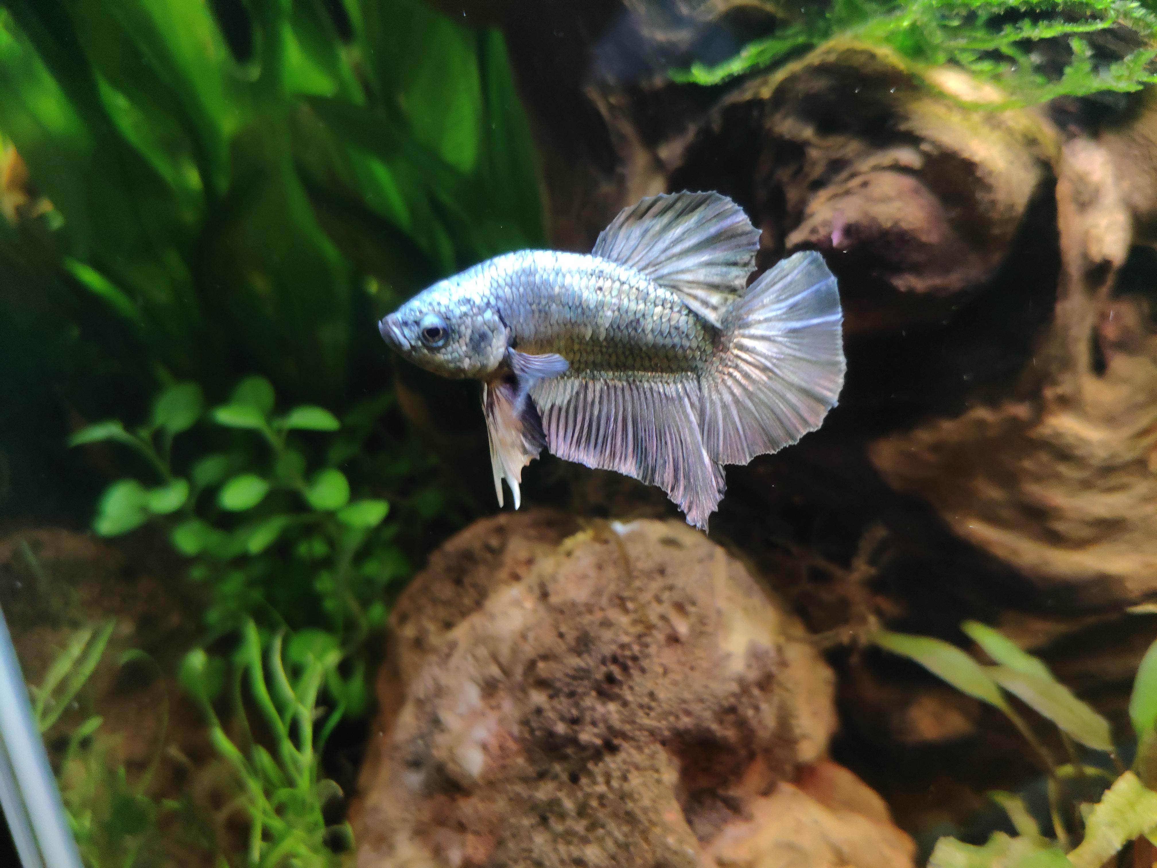 Green/copper plakat betta fish | Scrolller