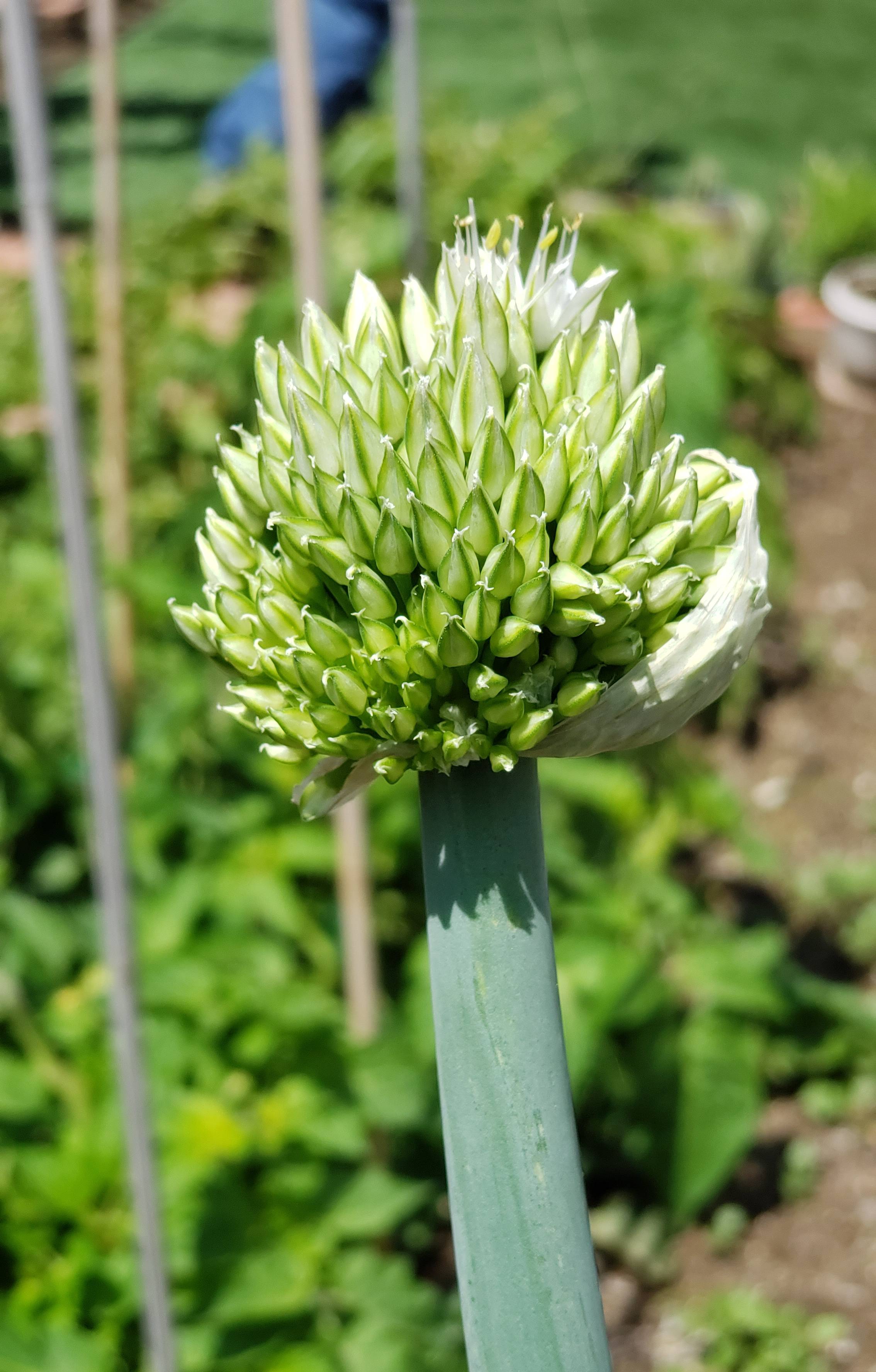 Green onion flower | Scrolller