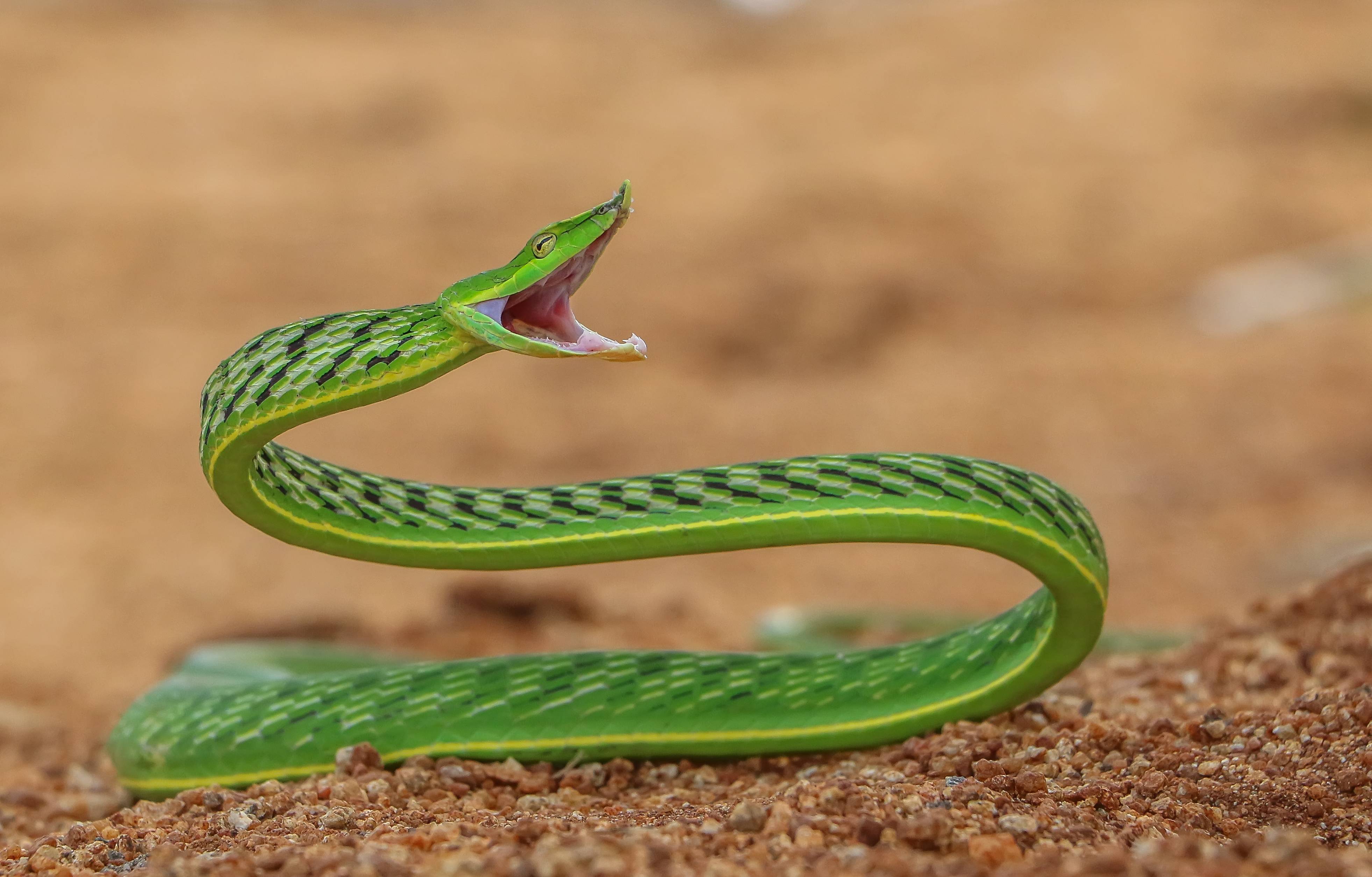 Green Vine Snake.! | Scrolller