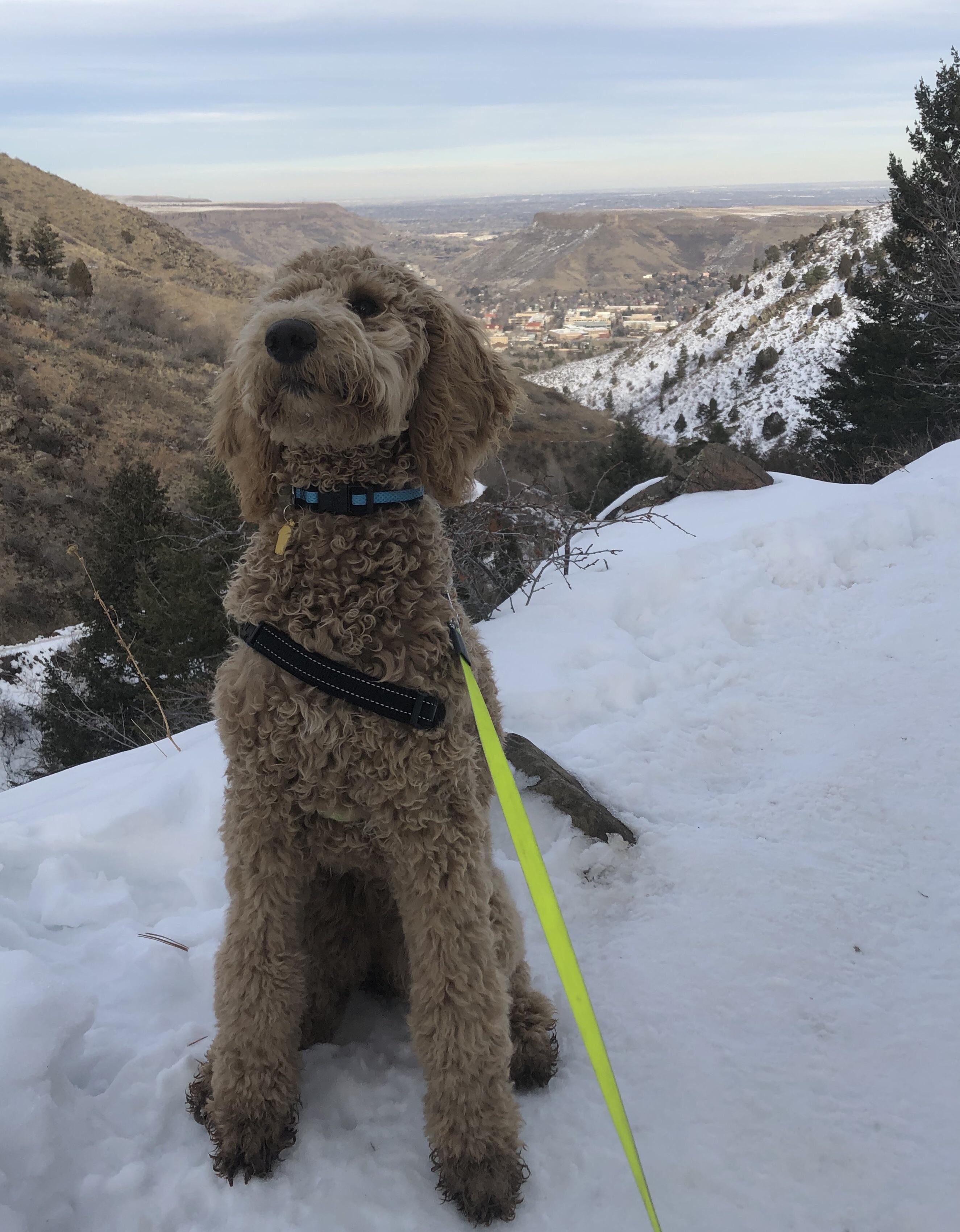 Greta on her longest hike yet. Looking seriously satisfied | Scrolller