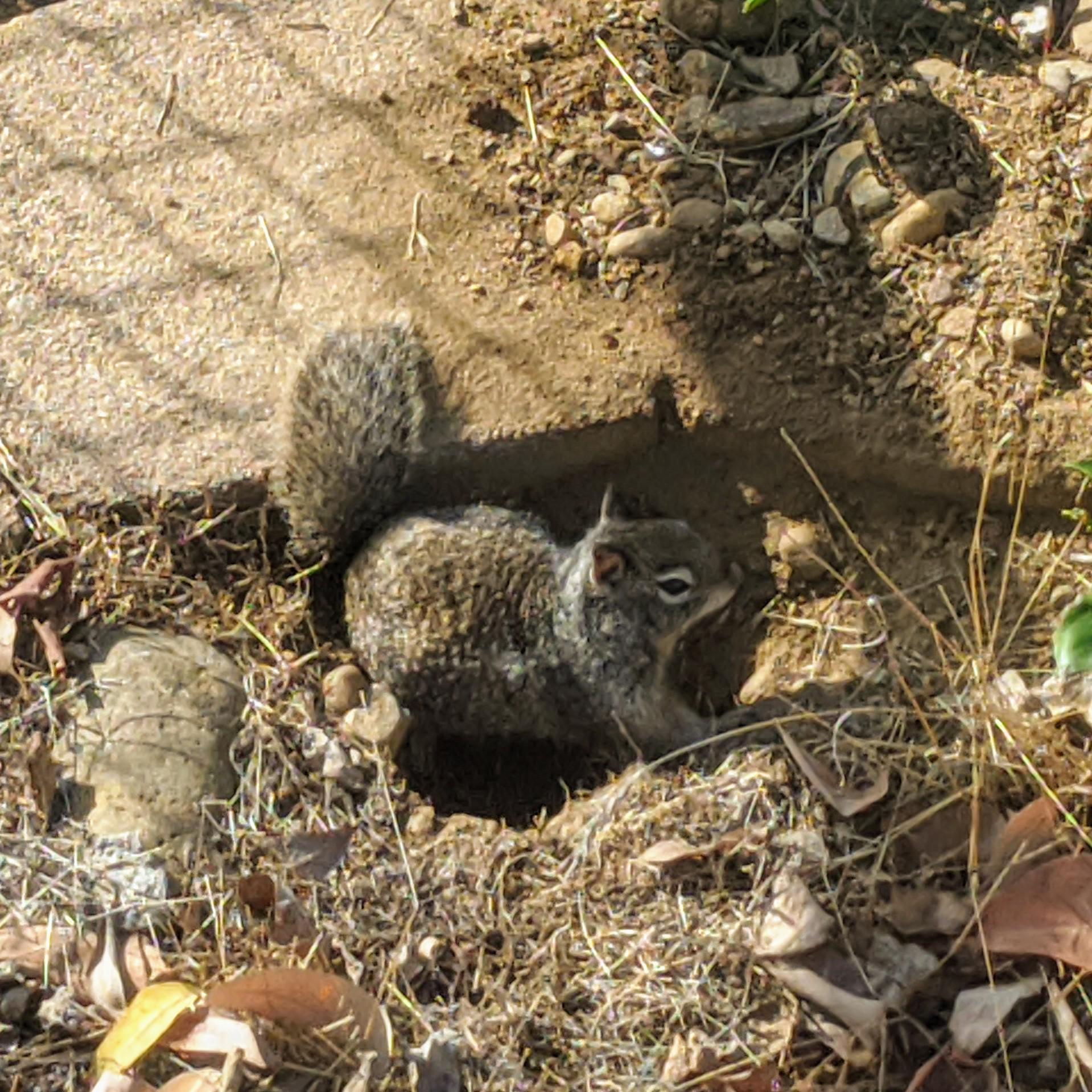 Ground Squirrel... Best coarsely ground | Scrolller