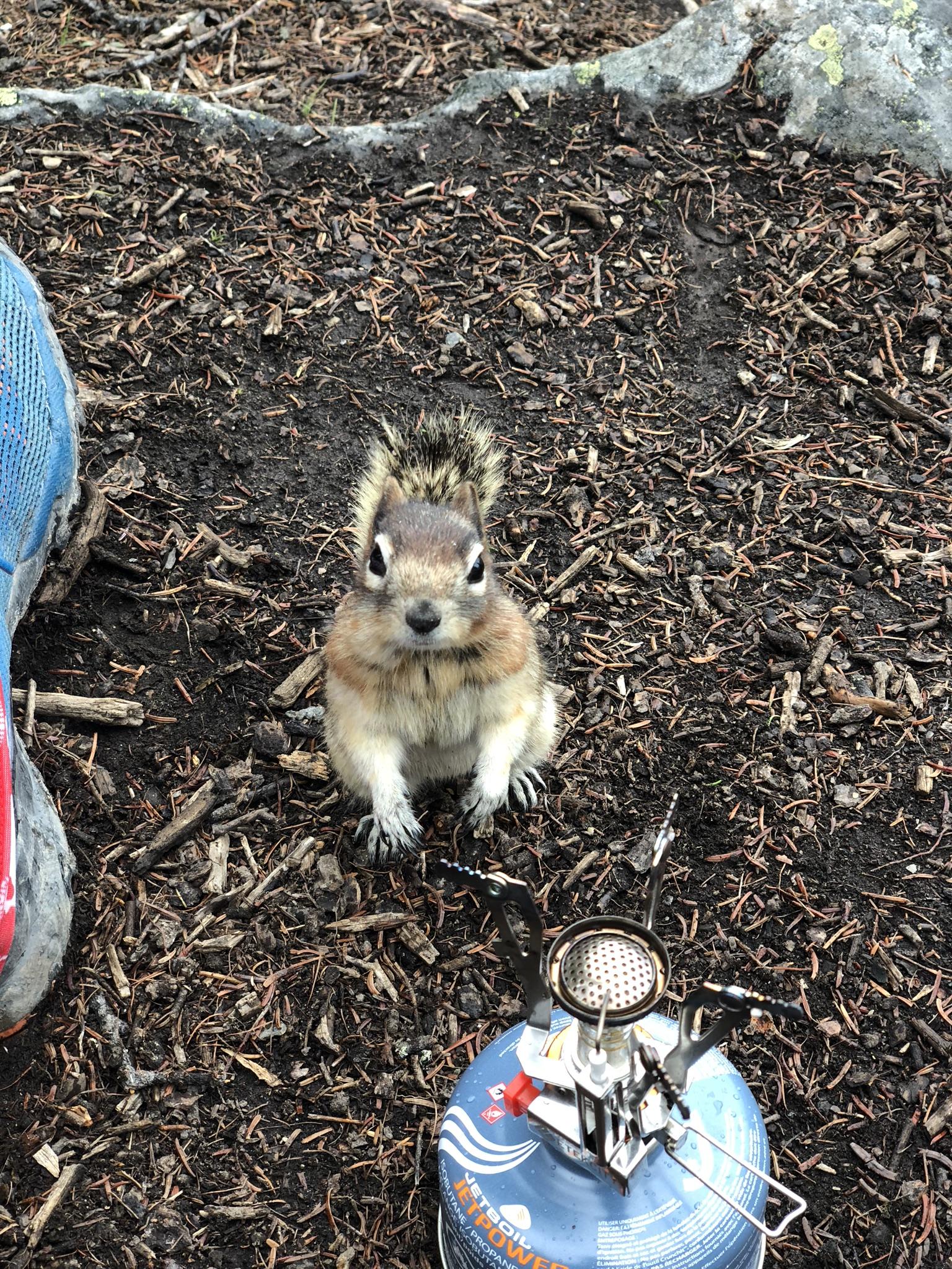 Ground Squirrel @ Lake Louise | Scrolller