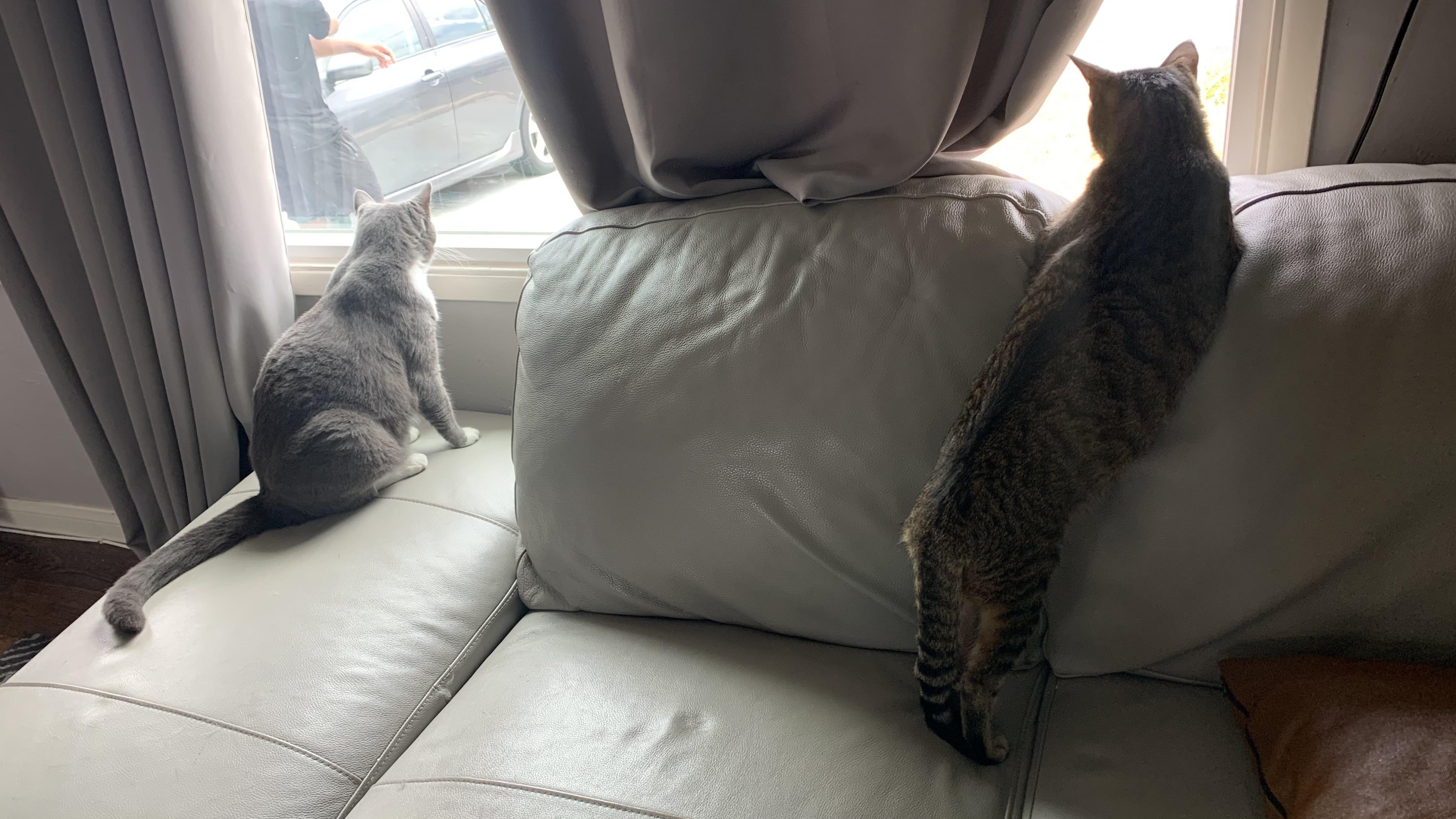 Guard cats | Scrolller