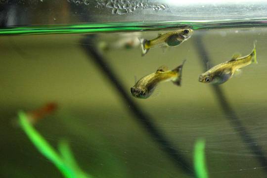 Guppy squad | Scrolller