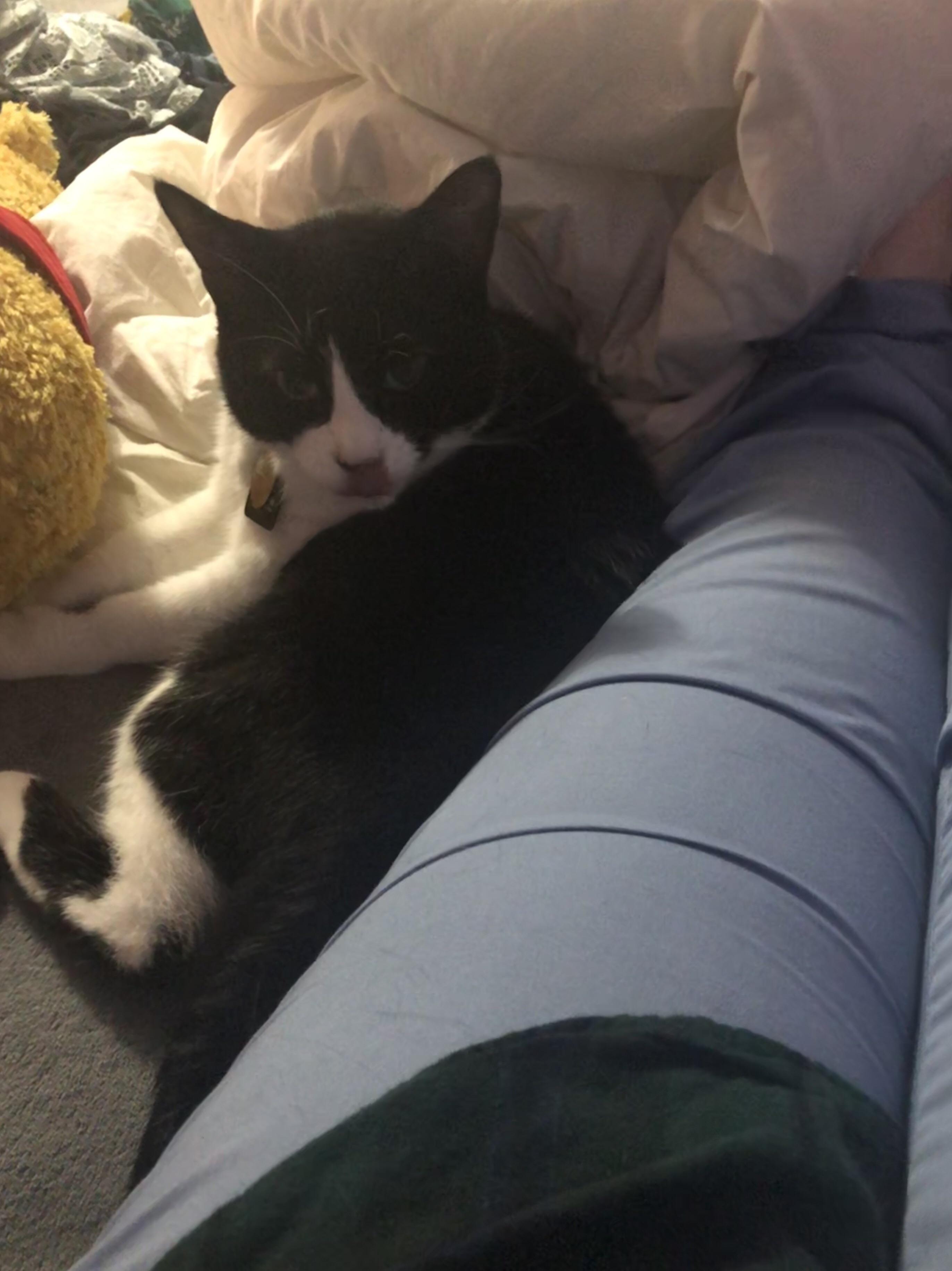 GUYS GALS AND NON-BINARY PALS WE HAVE A MLEM | Scrolller