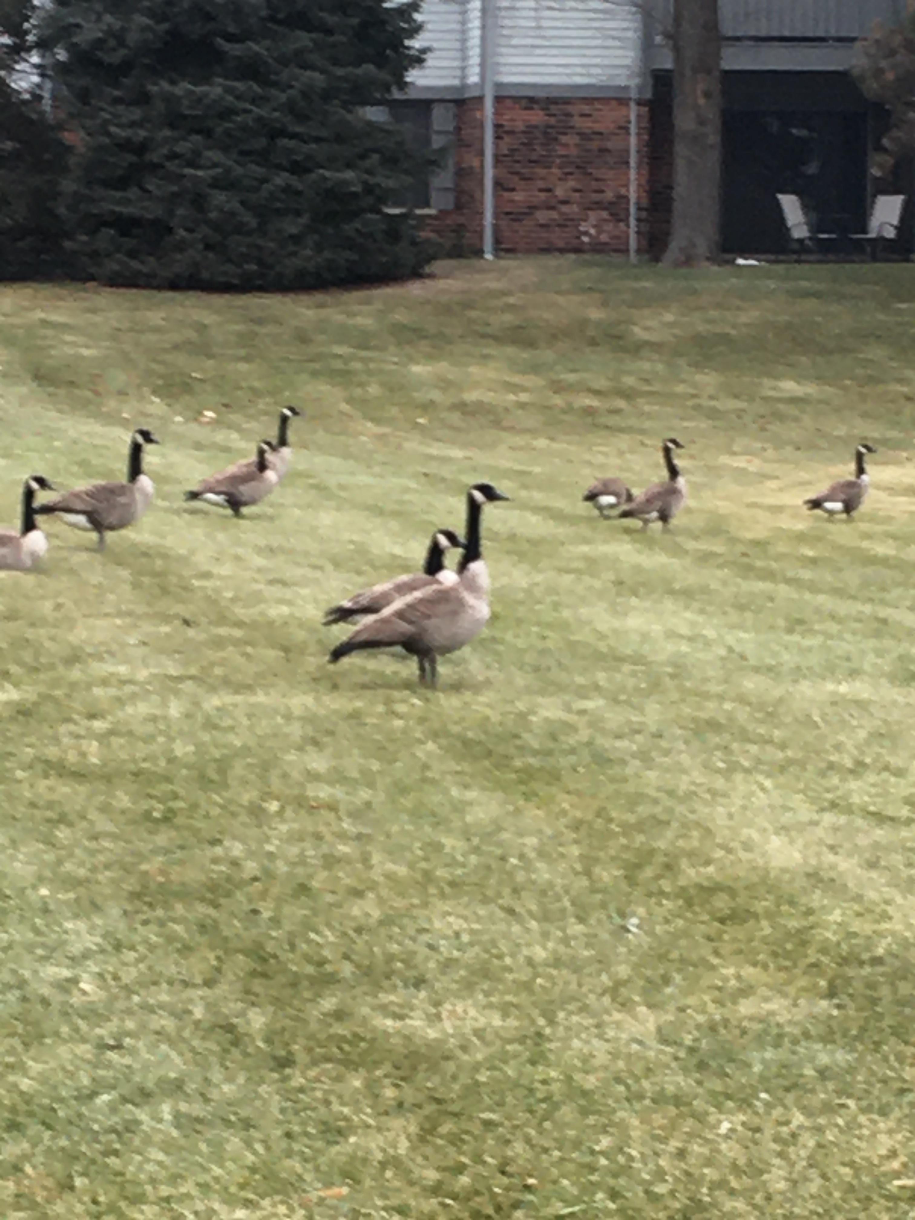 Guys help | Scrolller