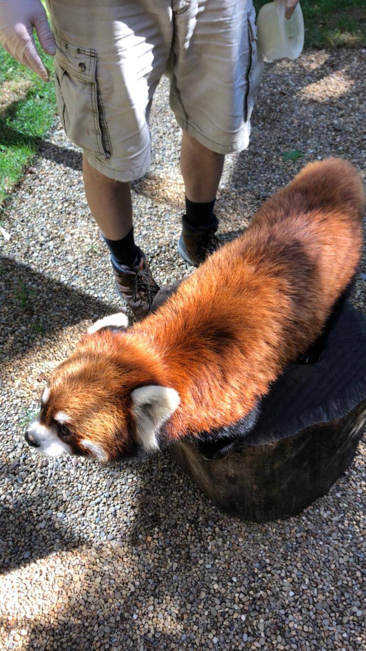 Had a red panda encounter at the Pittsburgh Zoo yesterday! | Scrolller