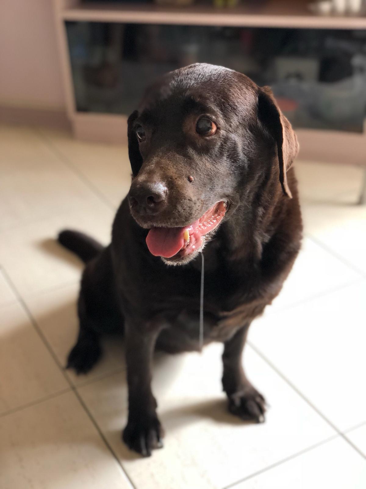 Had to say goodbye to my 14y/o last tuesday. Miss this derp :( | Scrolller