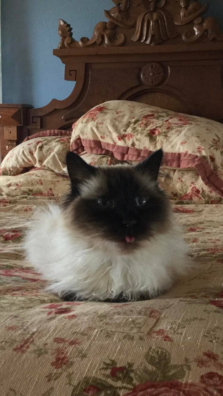 Had to say goodbye to my floof king this morning. Was also a king of bleps ♥️ | Scrolller
