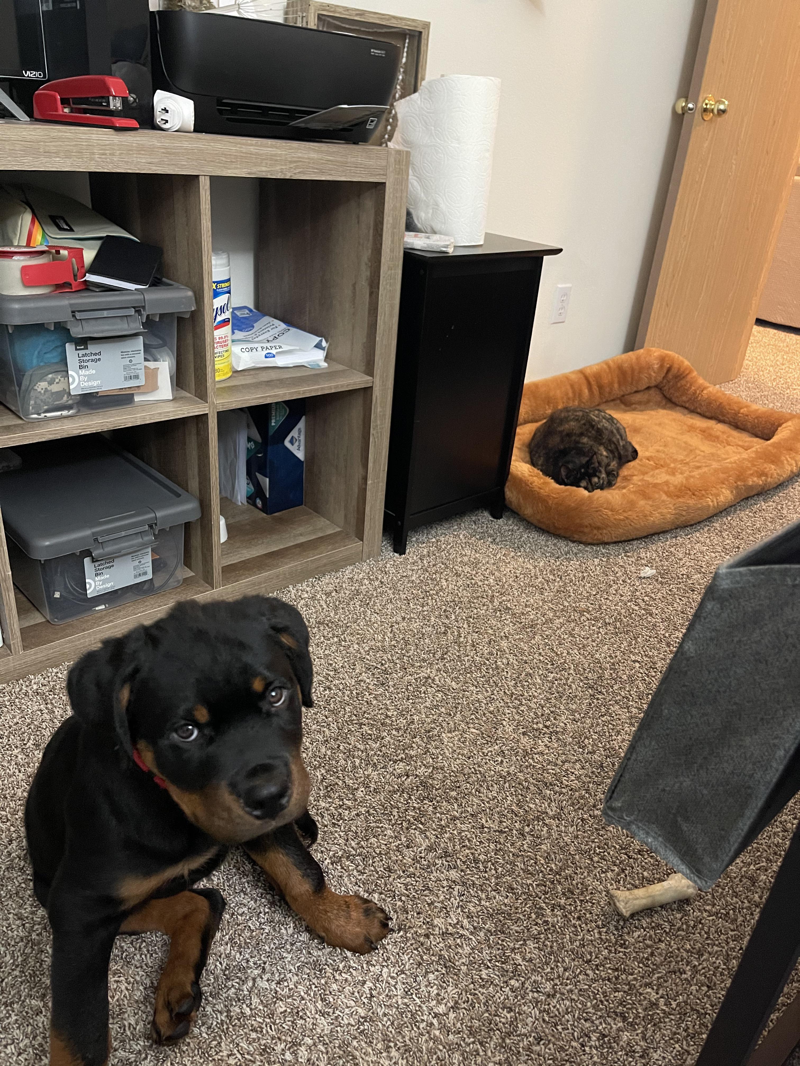 Hades asks for help. The old grumpy cat is on his bed again. | Scrolller