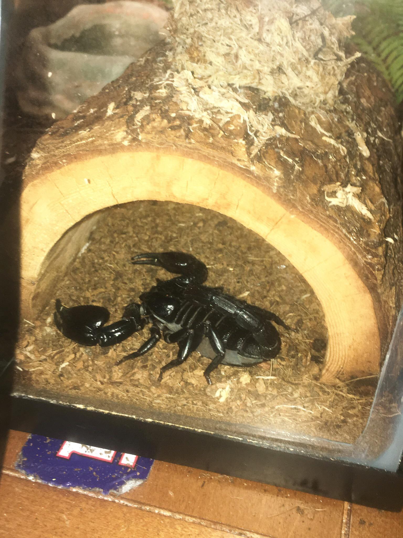 Hades the Asian Forest Scorpion | Scrolller