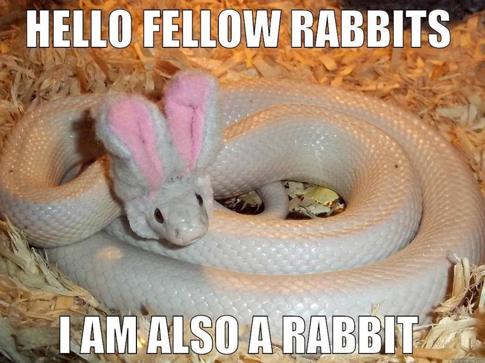 Hai. Not Snek here. | Scrolller