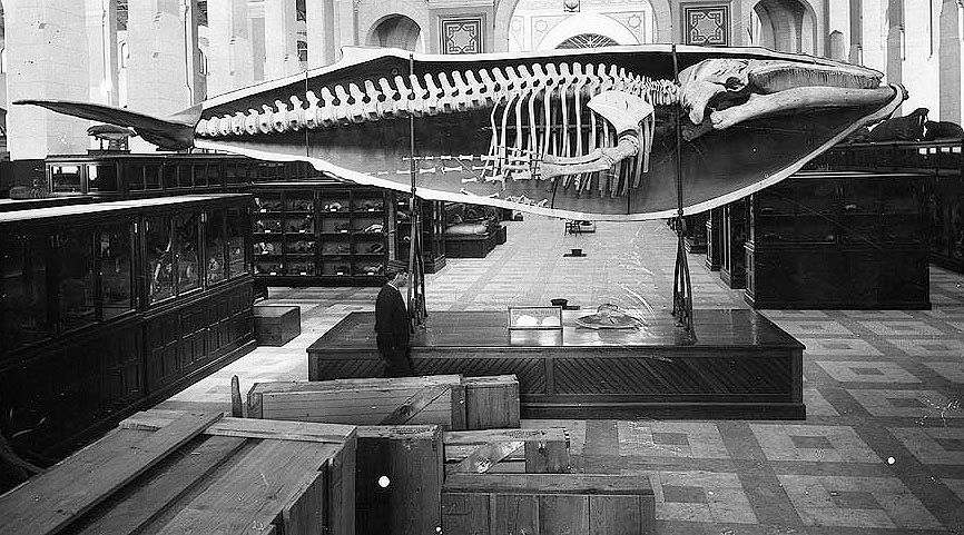 Half-cast and skeleton of a humpback whale, Smithsonian Museum, 1885. [866×481] | Scrolller