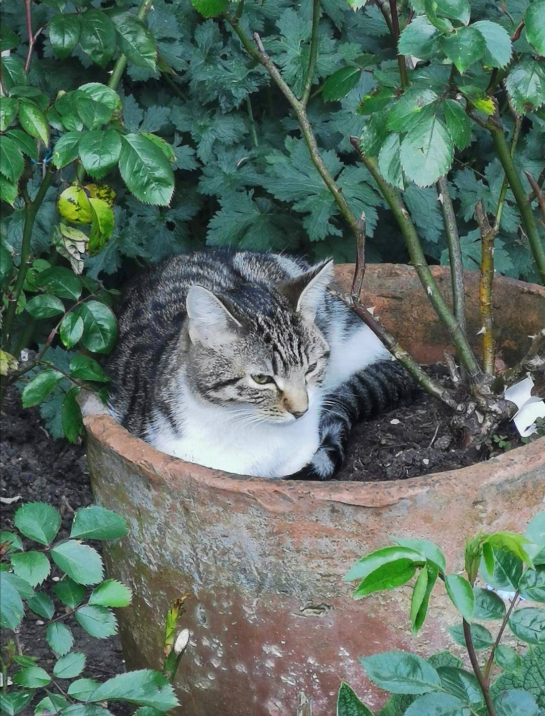 Half catted pot | Scrolller