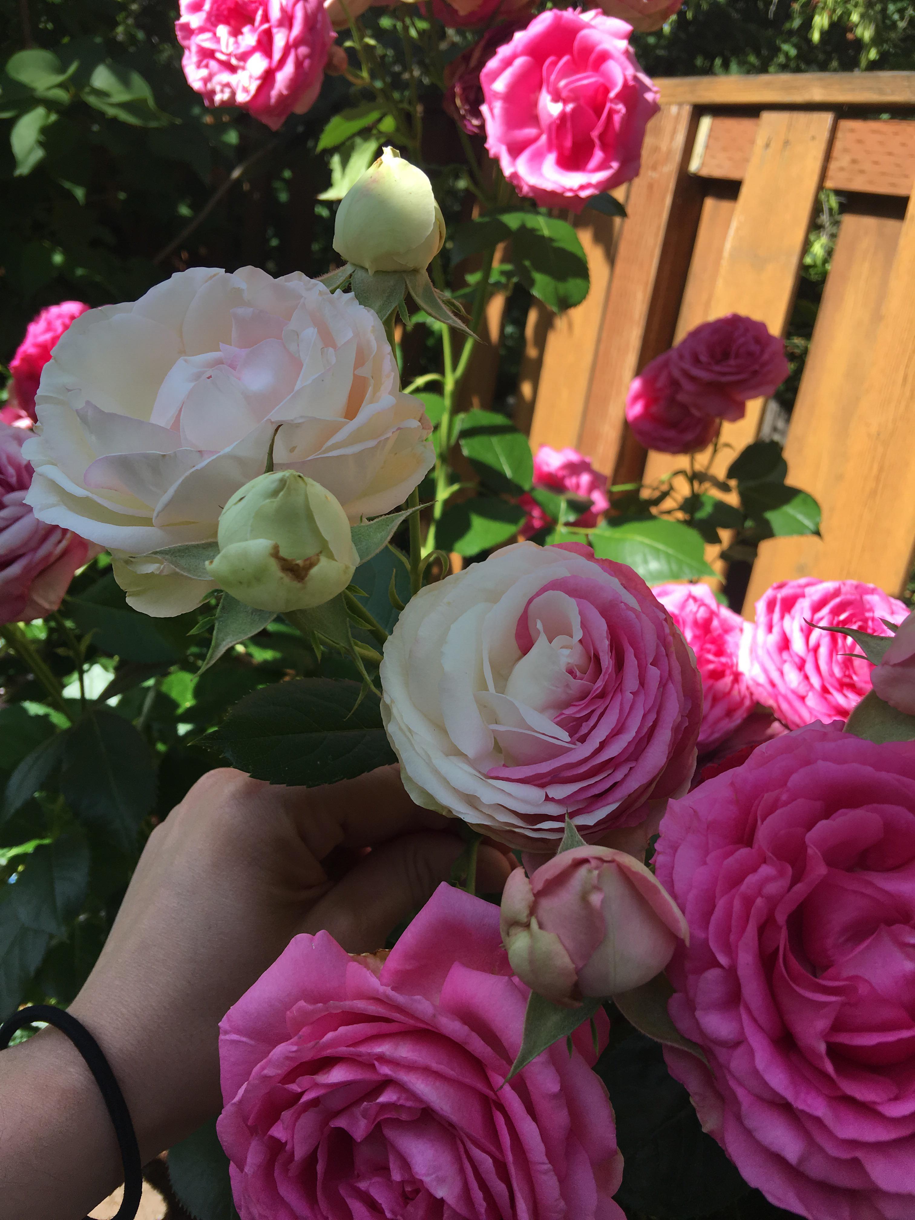 Half white half pink rose | Scrolller