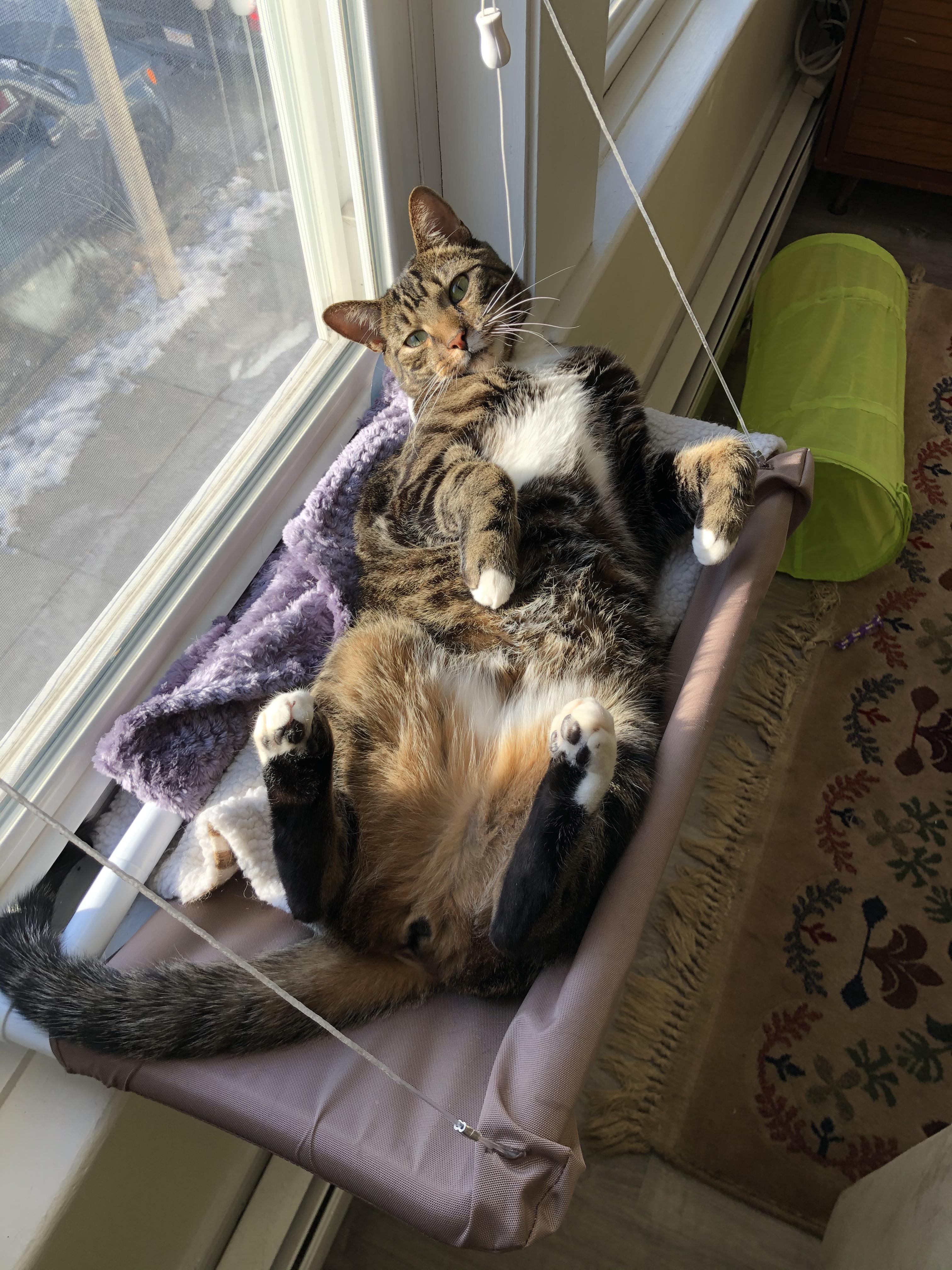 Hammock Belly | Scrolller