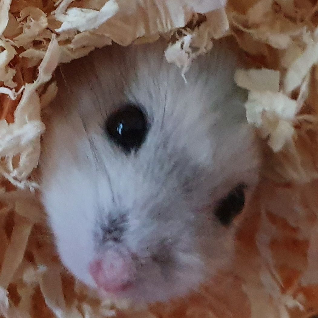 #hamster | Scrolller