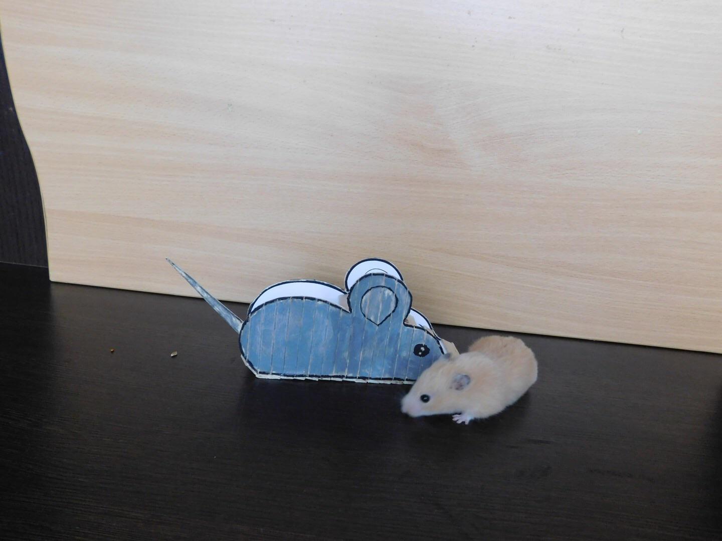 Hamster bridge | Scrolller