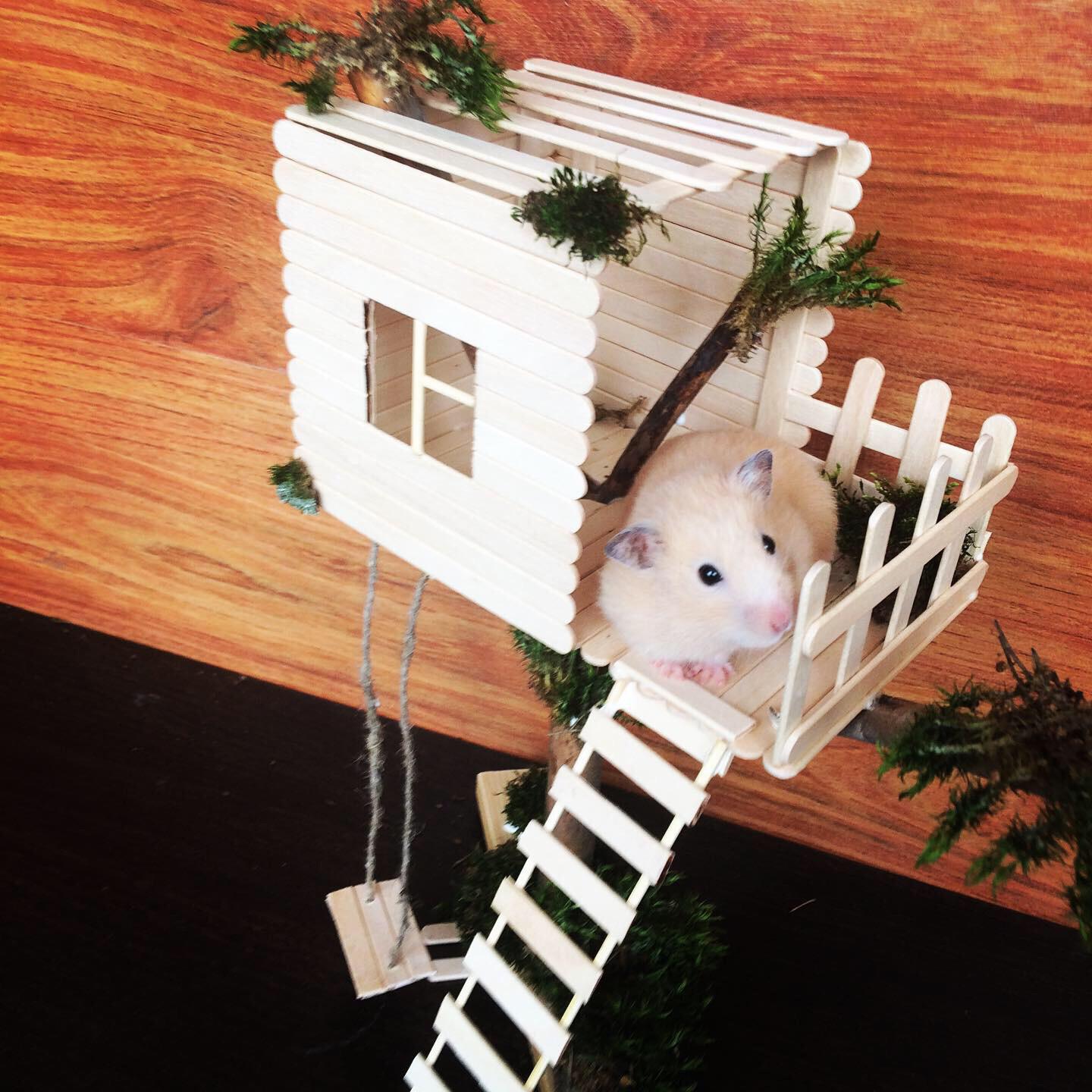 Hamster tree-house | Scrolller
