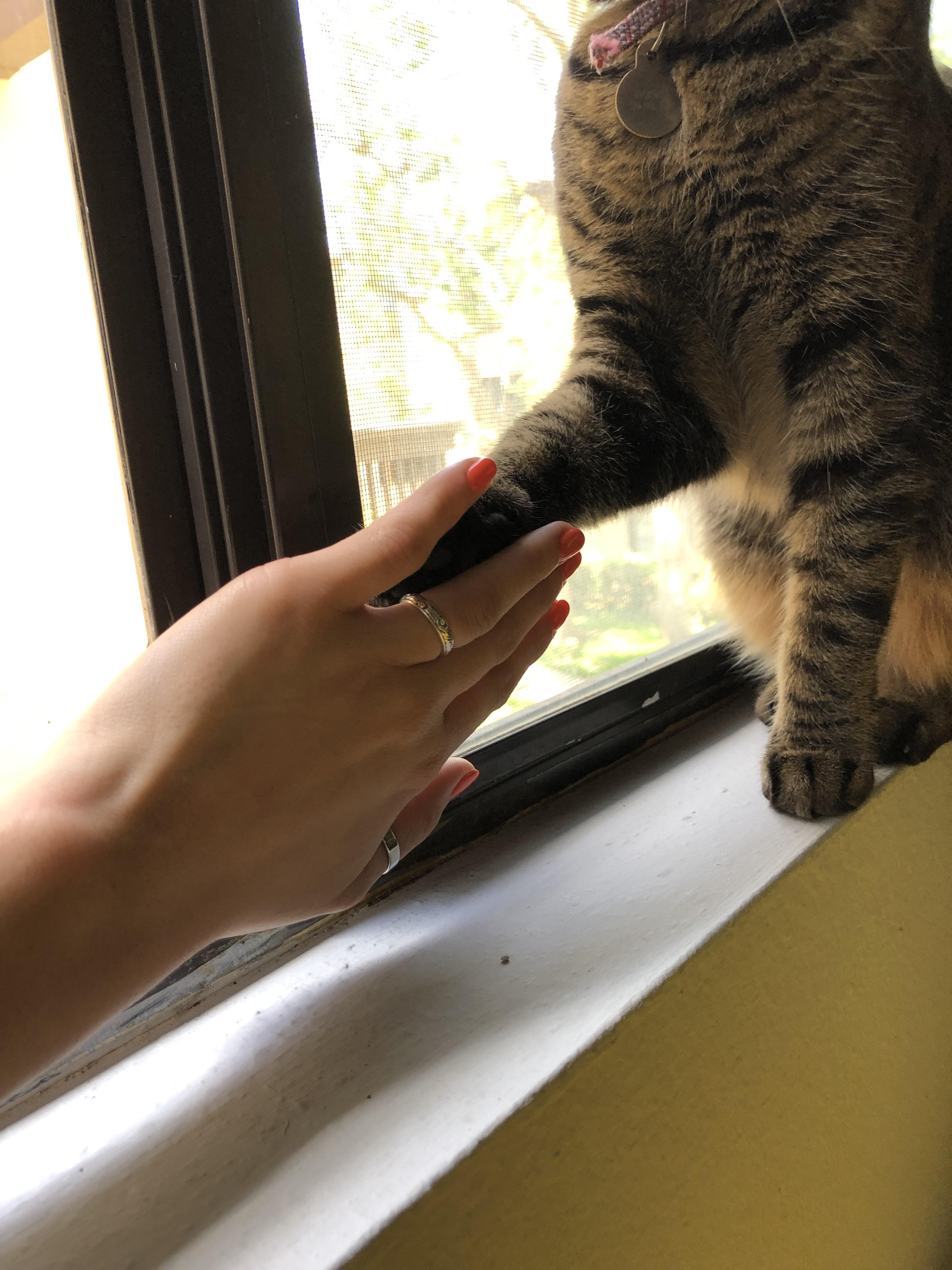 Hand + paws! | Scrolller