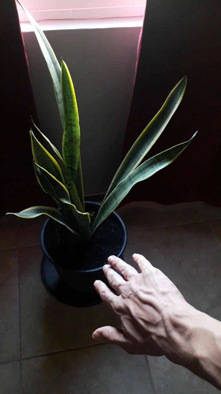 handy hand | Scrolller