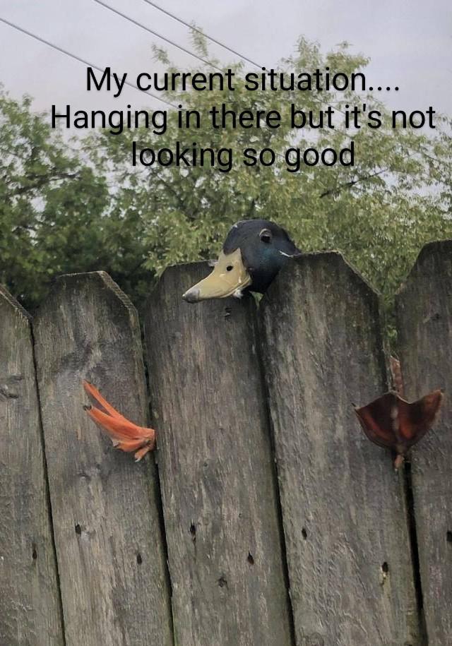 Hang in there | Scrolller