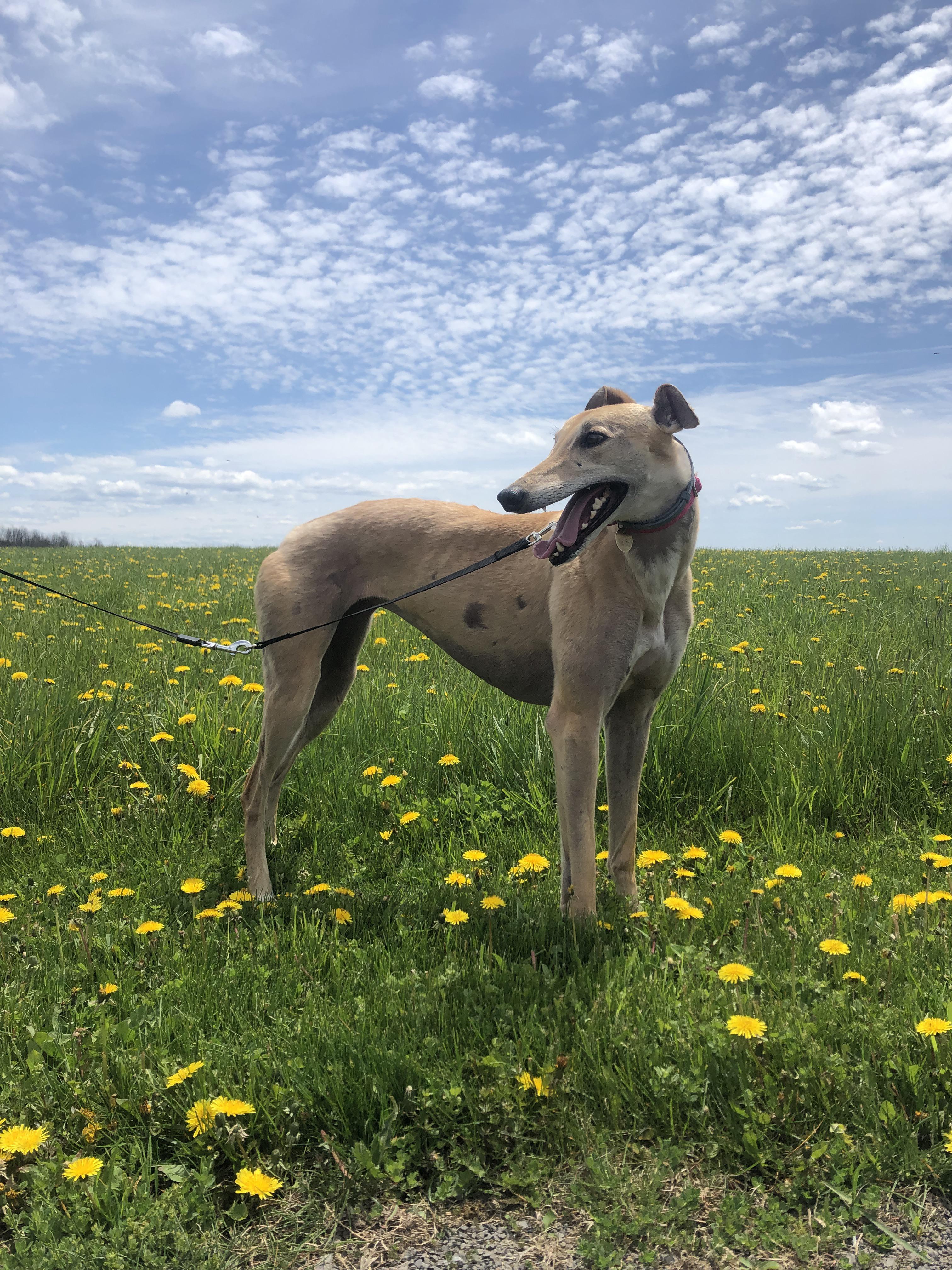 Happiness is a long snoot! | Scrolller