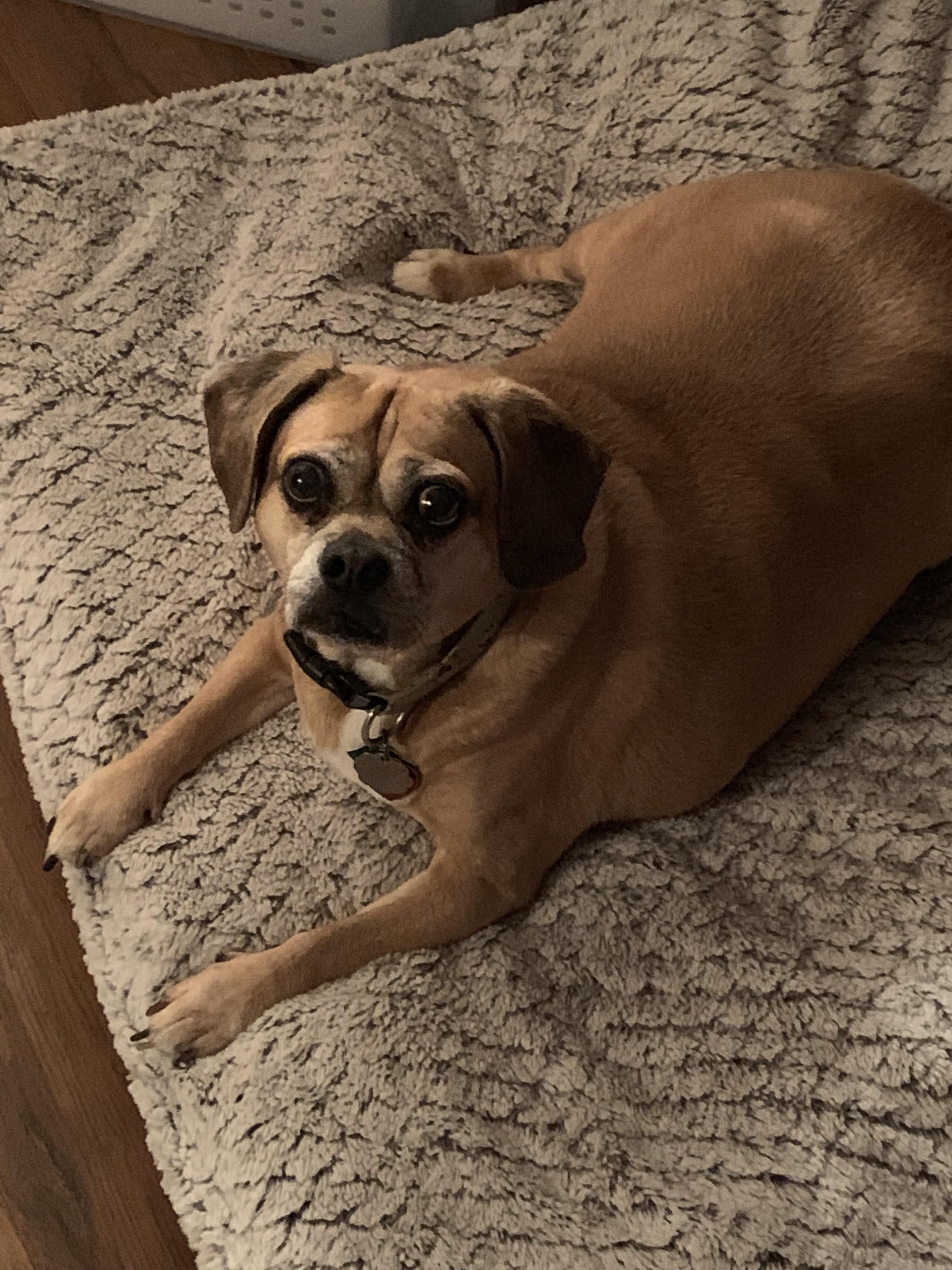Happiness is a puggle to snuggle | Scrolller