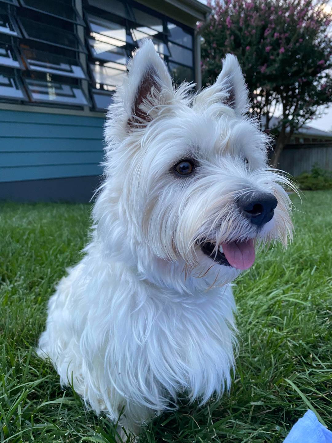 Happy boy after a long evening session of “fetch” | Scrolller