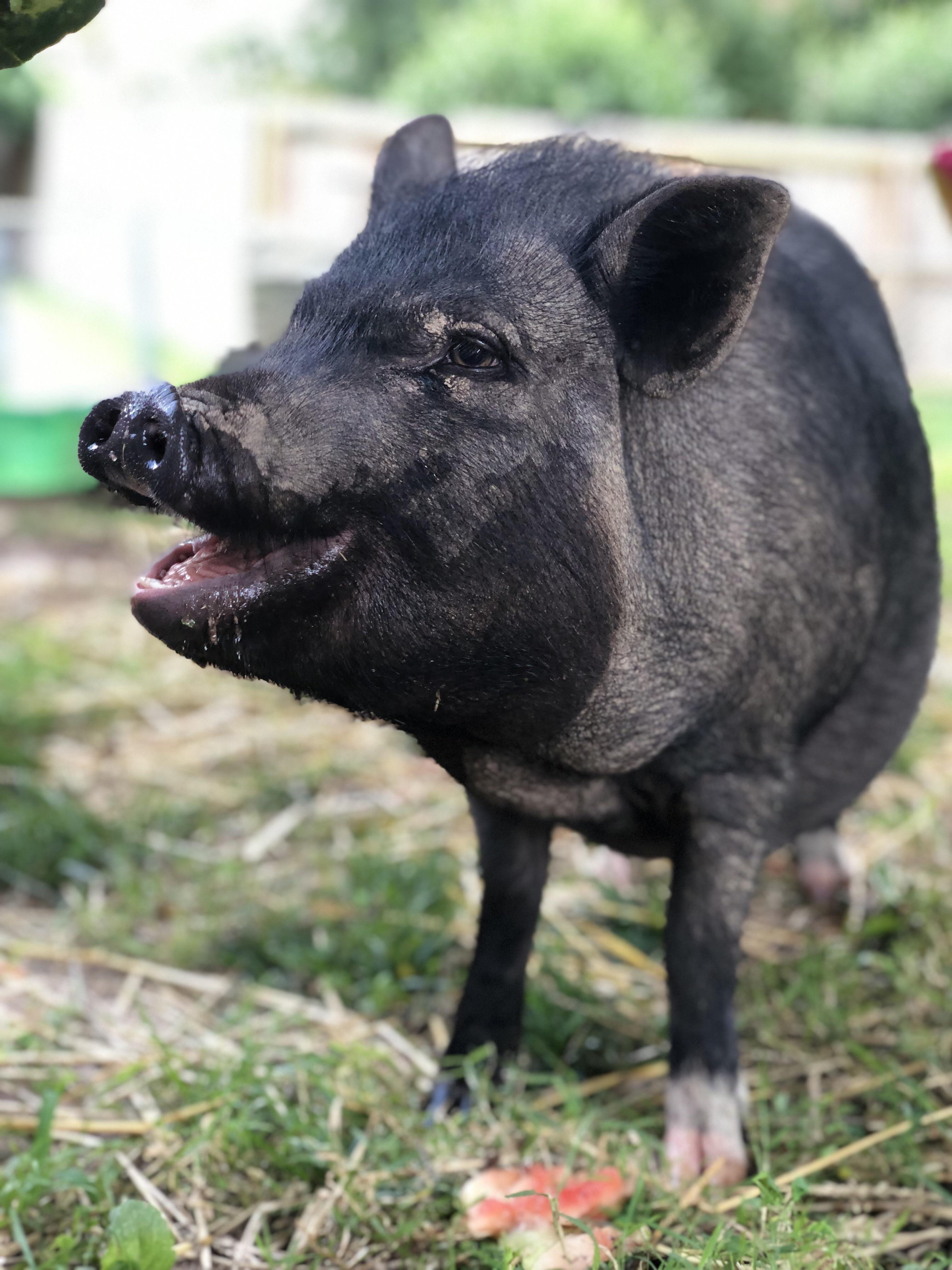 Happy Cake Day Pig | Scrolller