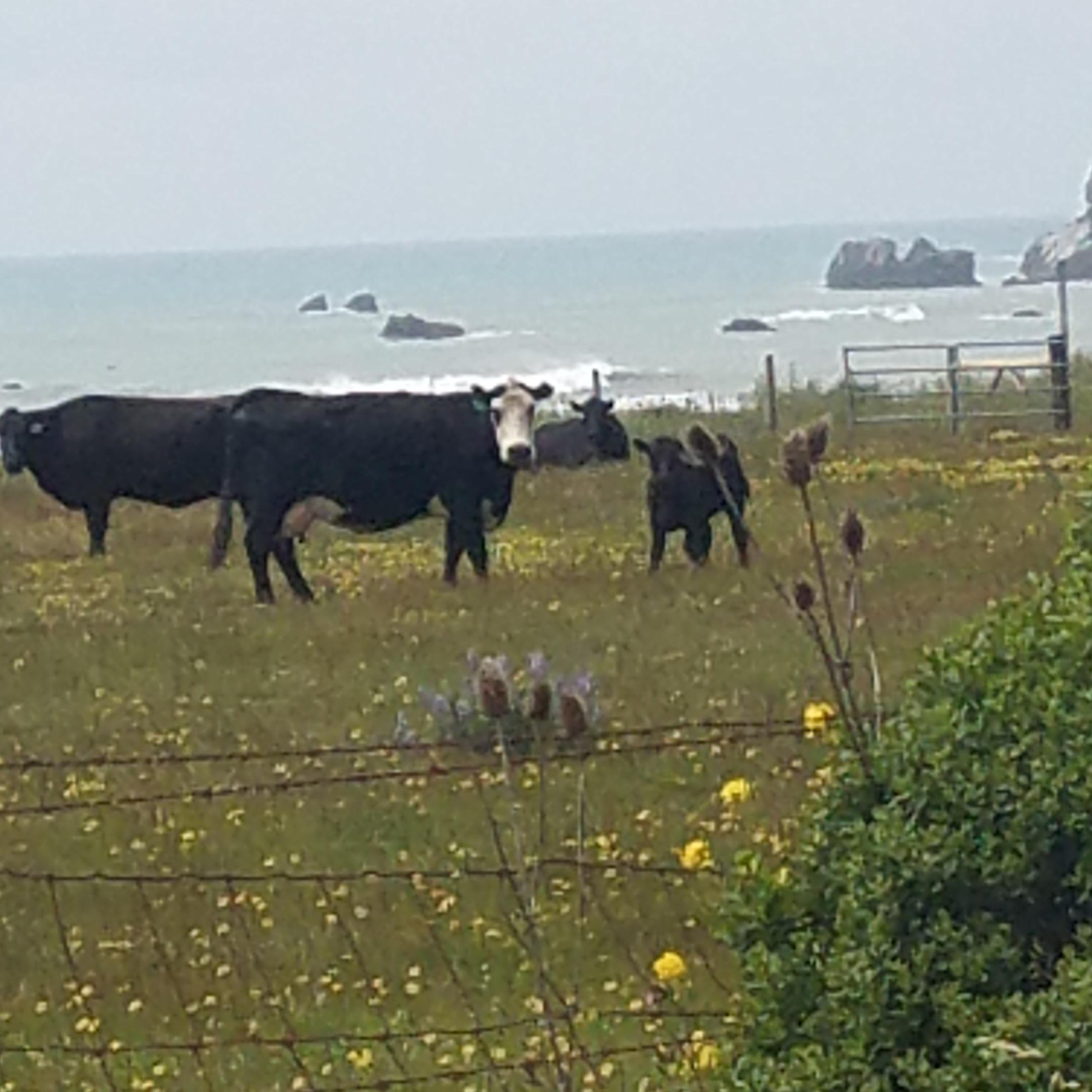 Happy California cows | Scrolller