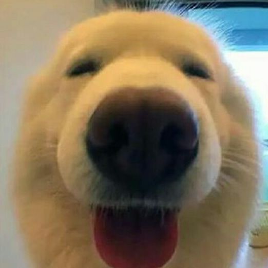 Happy dog | Scrolller