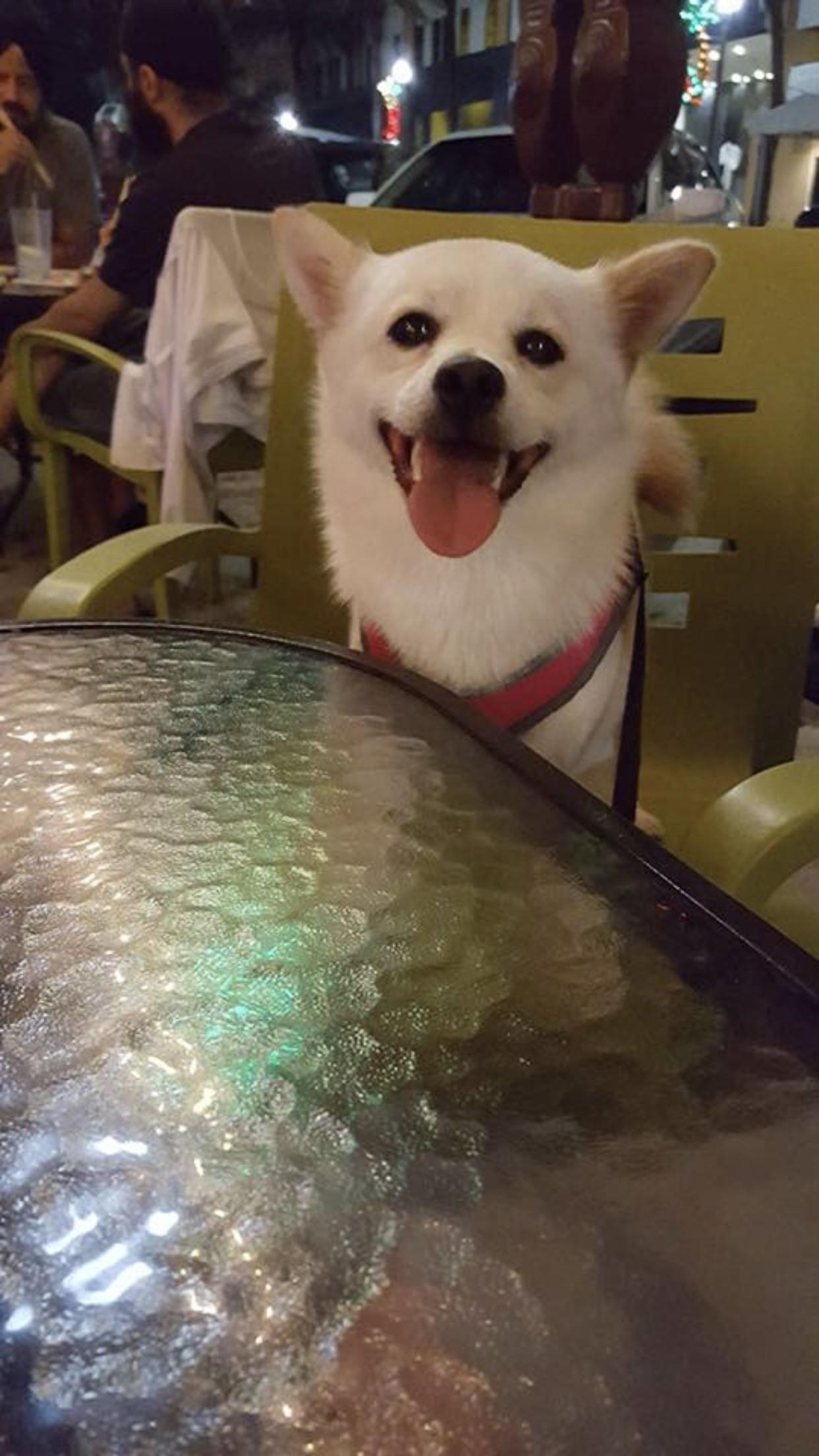 Happy doggo | Scrolller