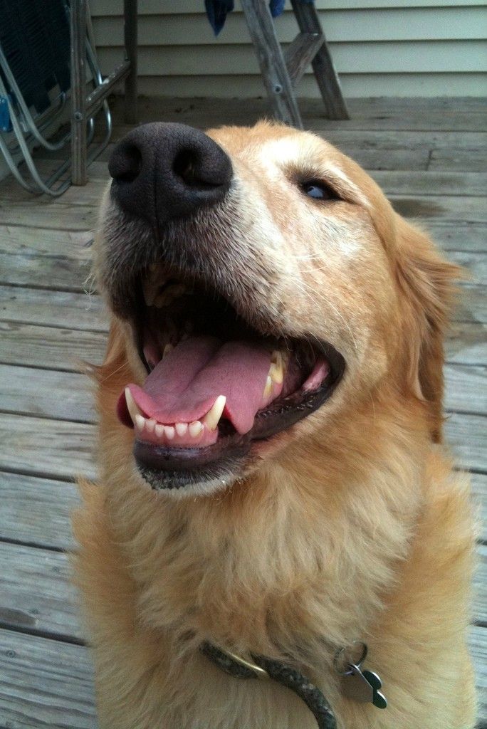 Happy doggy | Scrolller