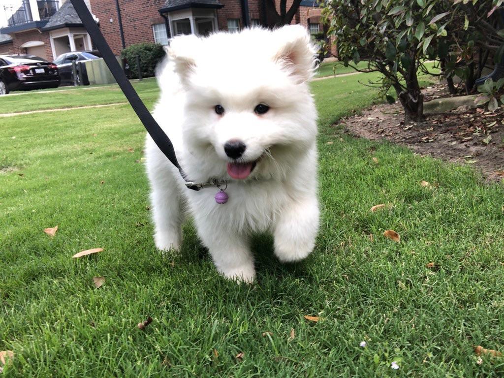 Happy floof | Scrolller