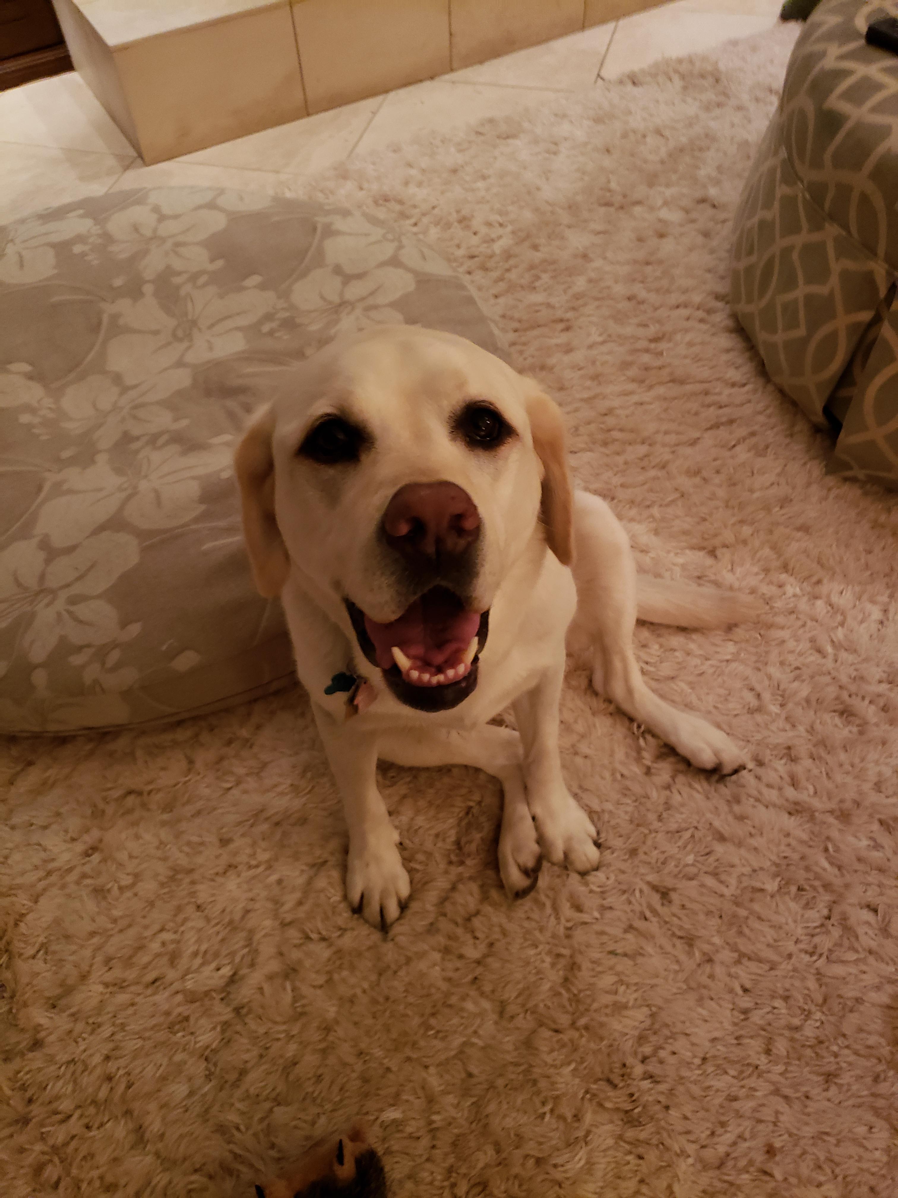 Happy good girl Maya | Scrolller