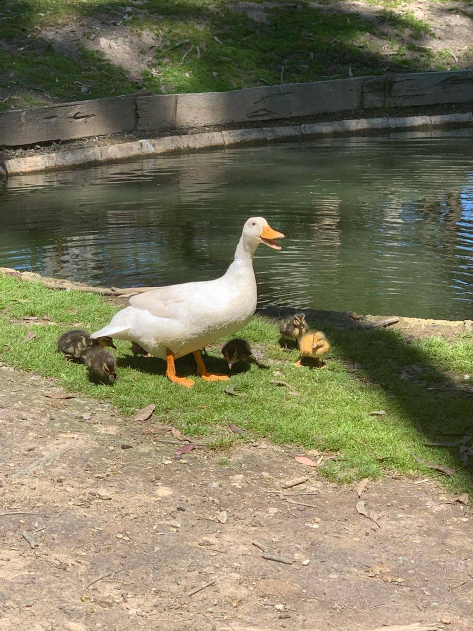 Happy goose | Scrolller