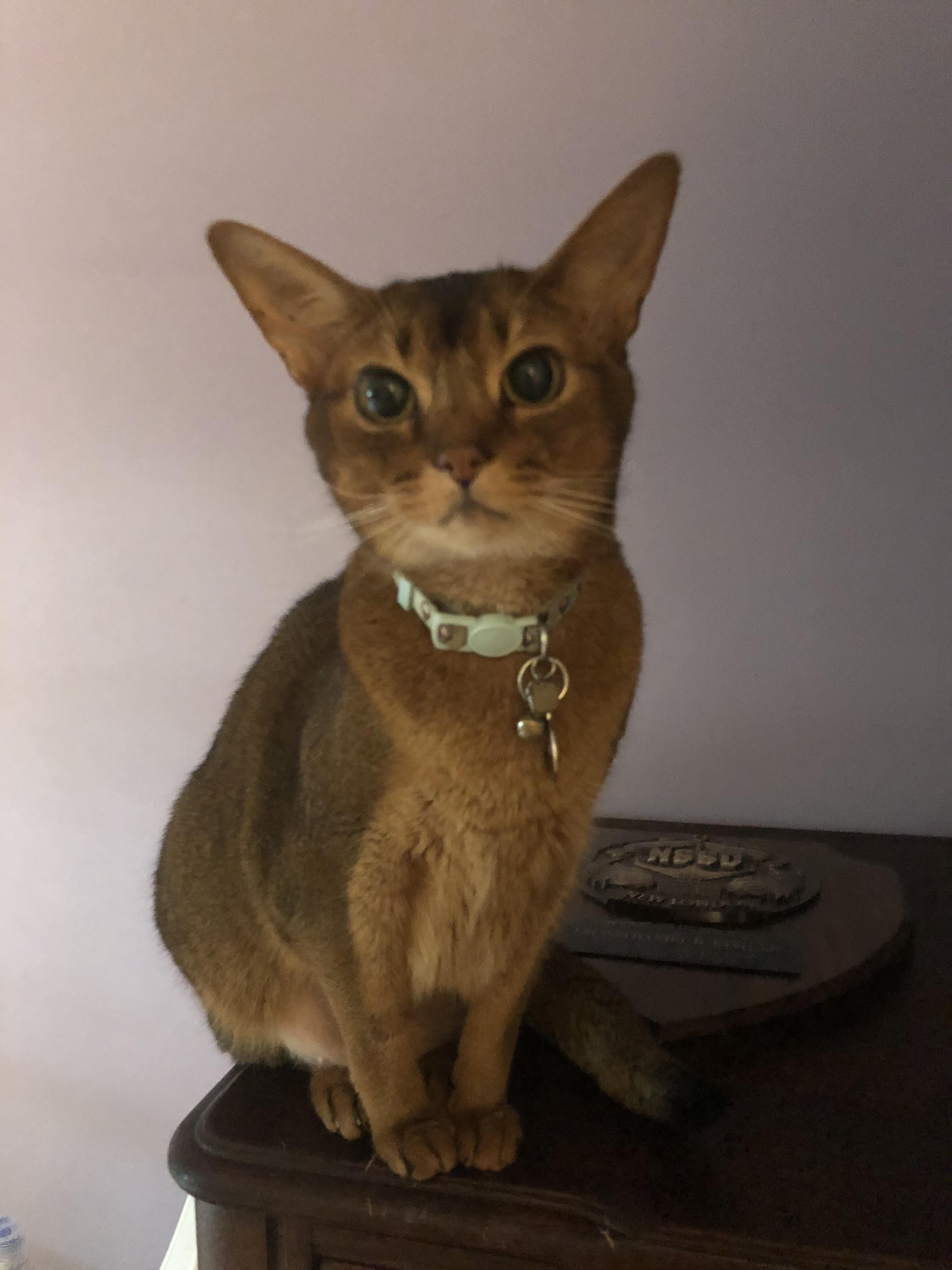 Happy Gotcha Day Jasmine!! | Scrolller