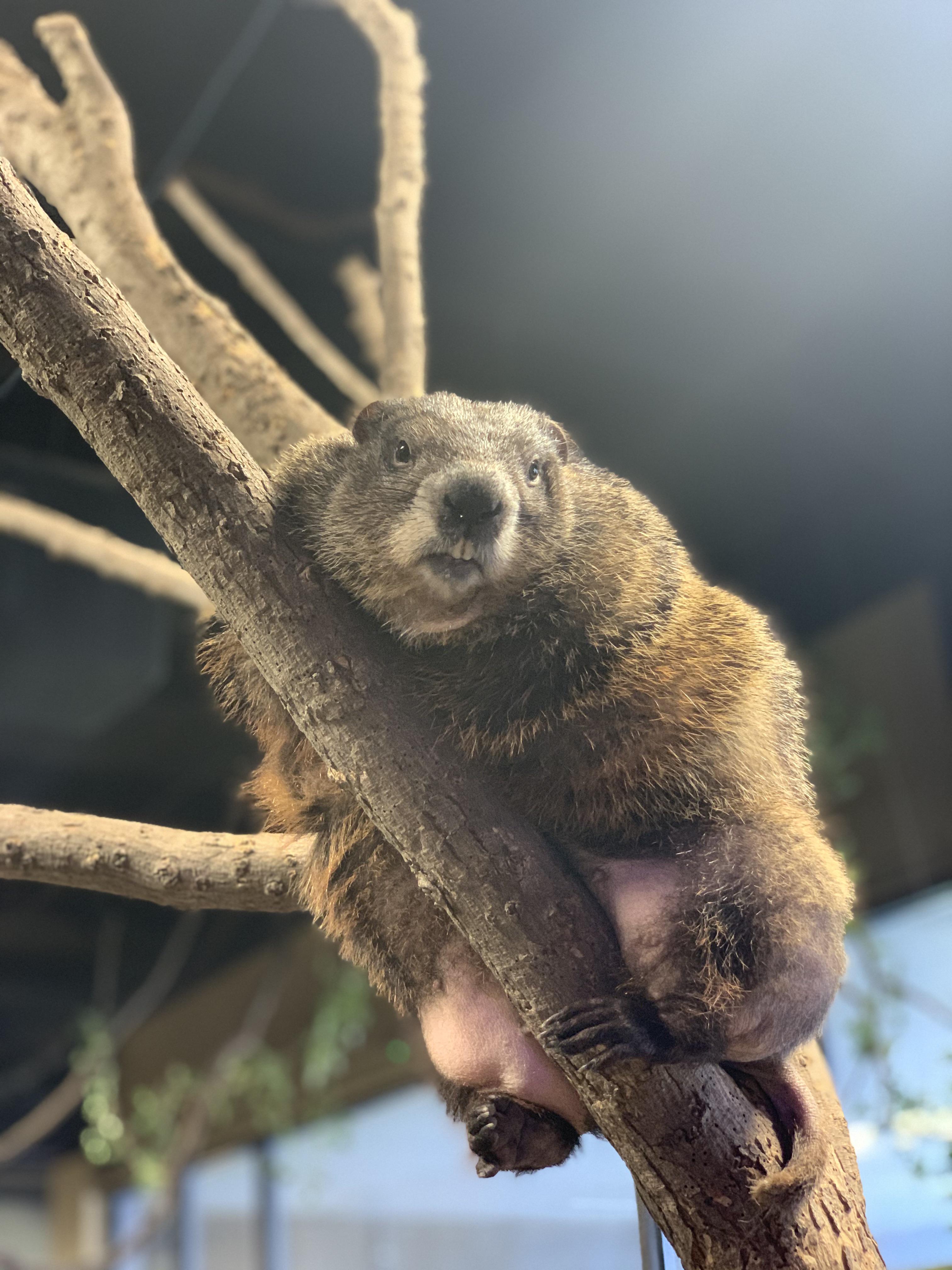 Happy Groundhog Day from Wilma, the resident chonk at the SA Aquarium :) | Scrolller