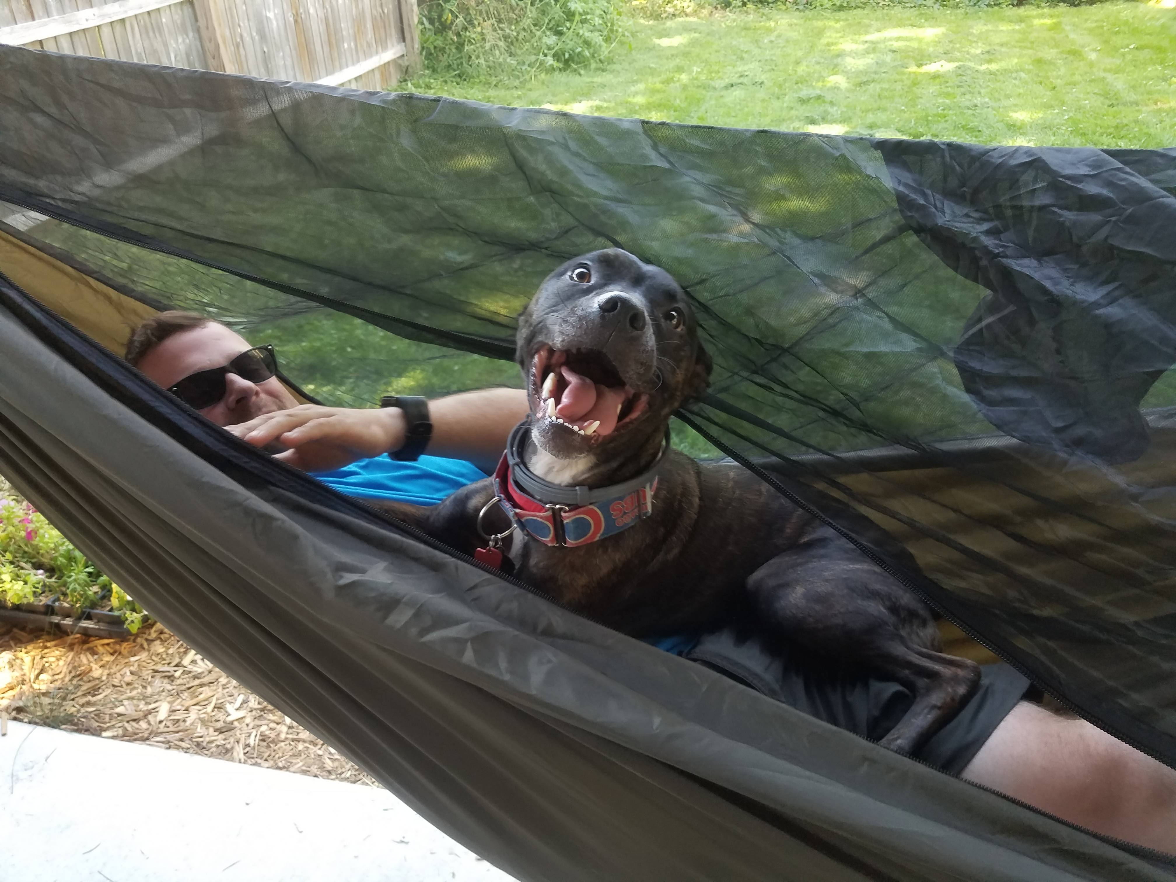 Happy Hammock Pup! | Scrolller
