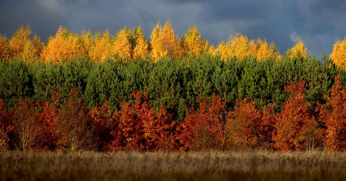 Happy Independence Day, Lithuania! | Scrolller