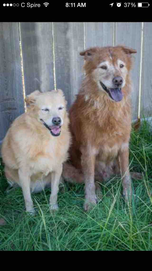 Happy old dog couple | Scrolller