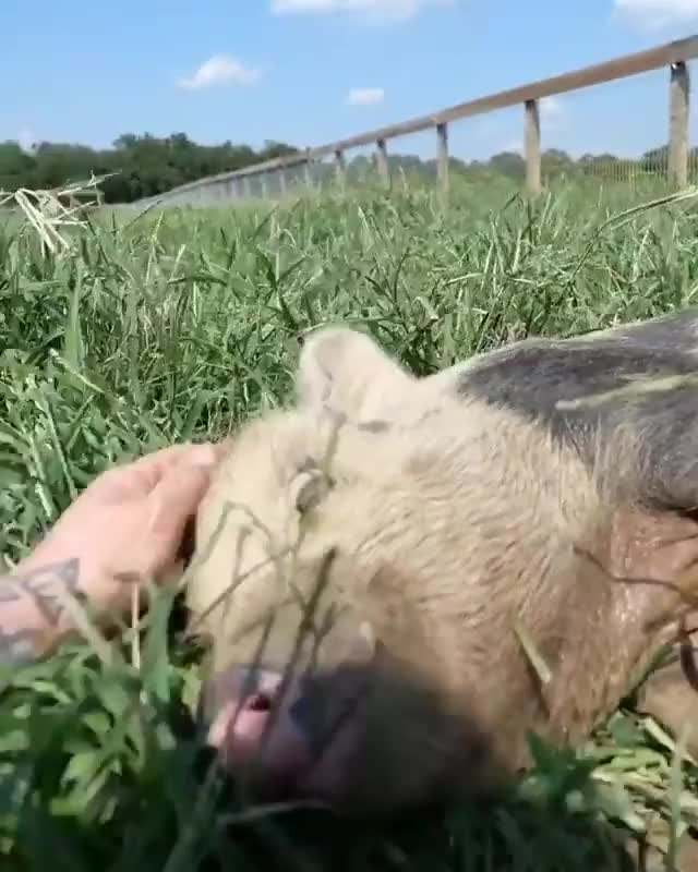 Happy piggy | Scrolller