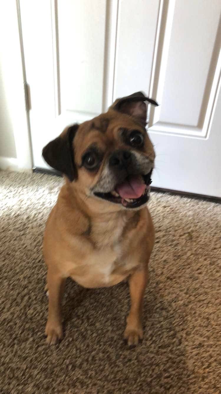 Happy puggles make happy humans | Scrolller